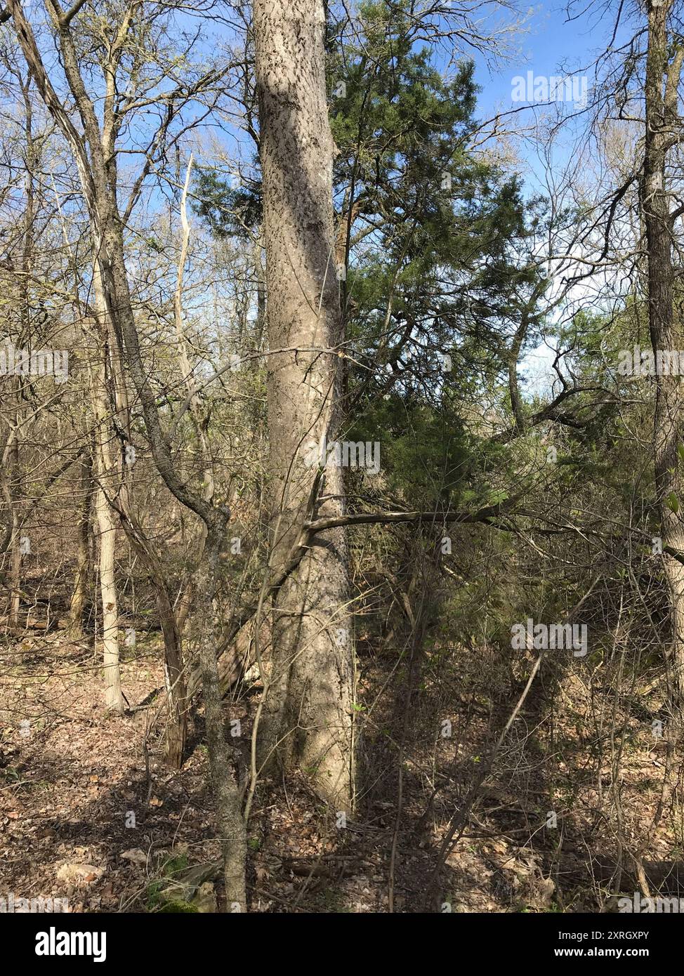 sugar hackberry (Celtis laevigata) Plantae Stock Photo - Alamy