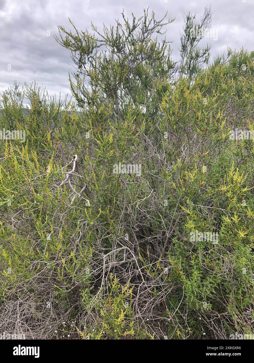 chamise (Adenostoma fasciculatum) Plantae Stock Photo - Alamy
