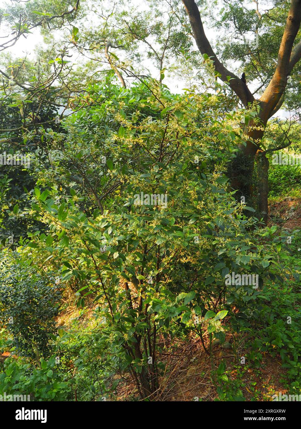 (Maesa perlaria formosana) Plantae Stock Photo - Alamy
