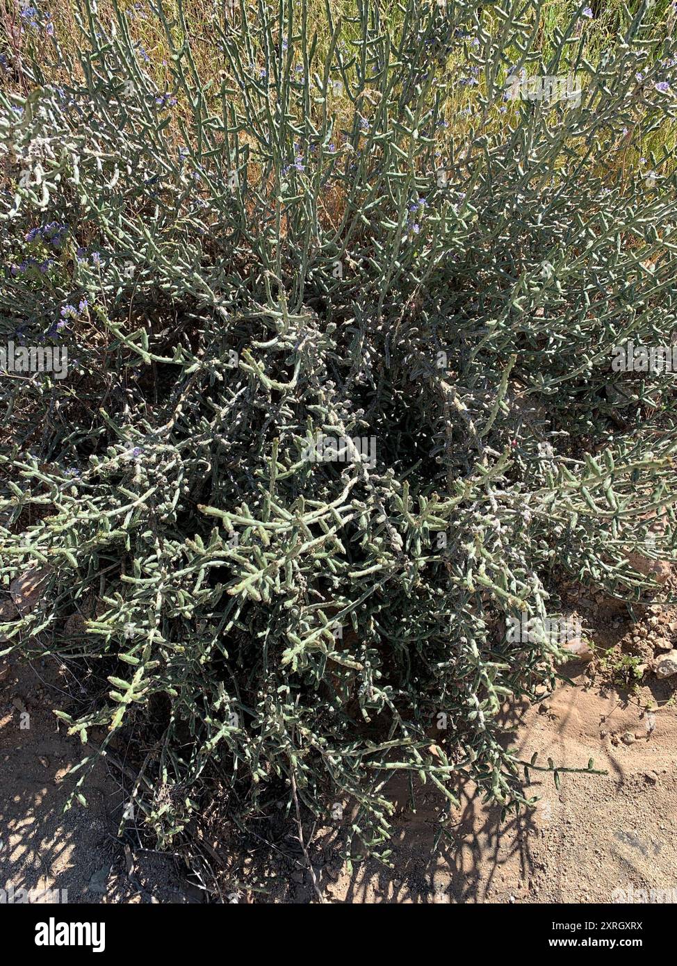 Christmas cholla (Cylindropuntia leptocaulis) Plantae Stock Photo - Alamy