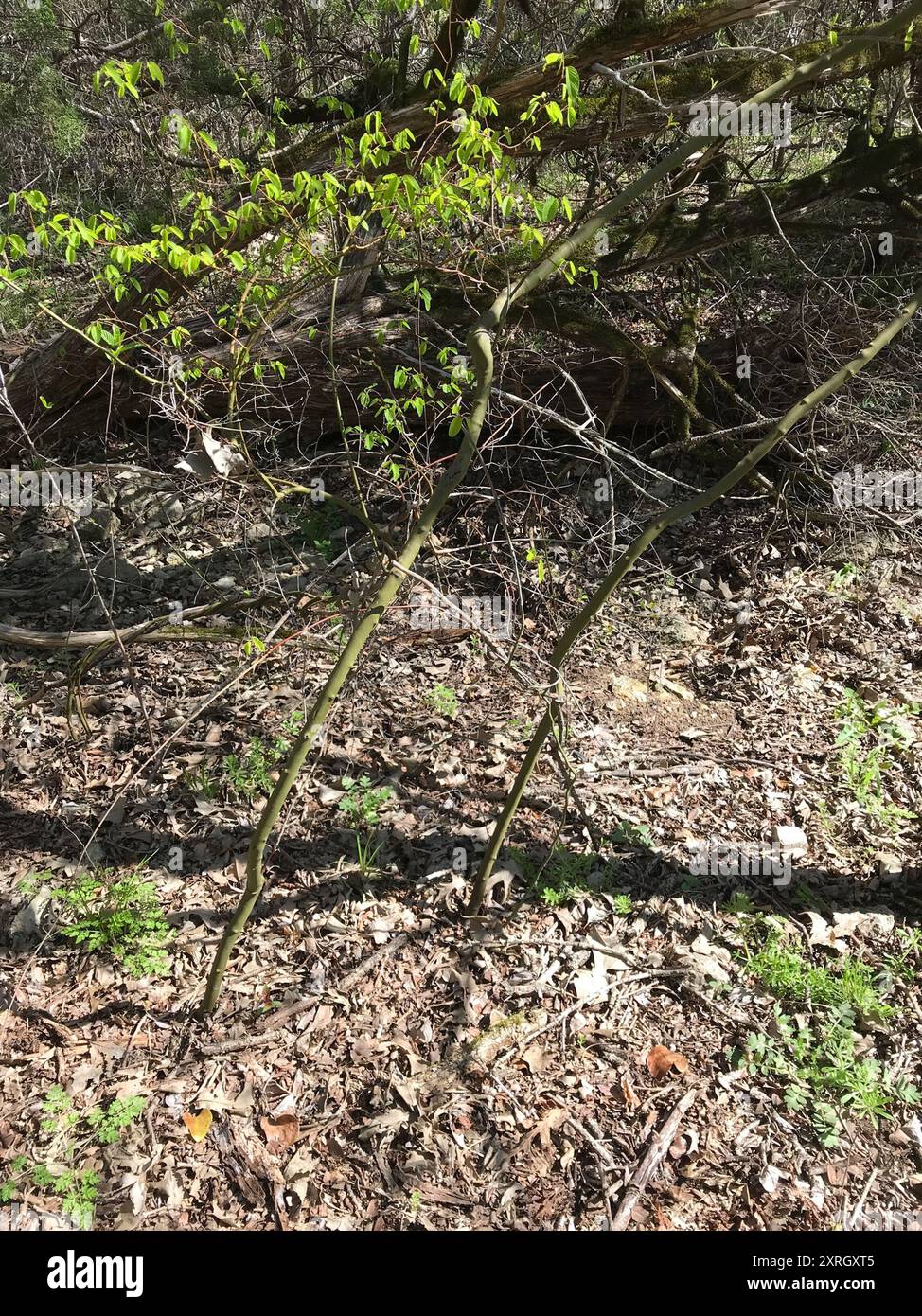 Supplejack (Berchemia scandens) Plantae Stock Photo - Alamy