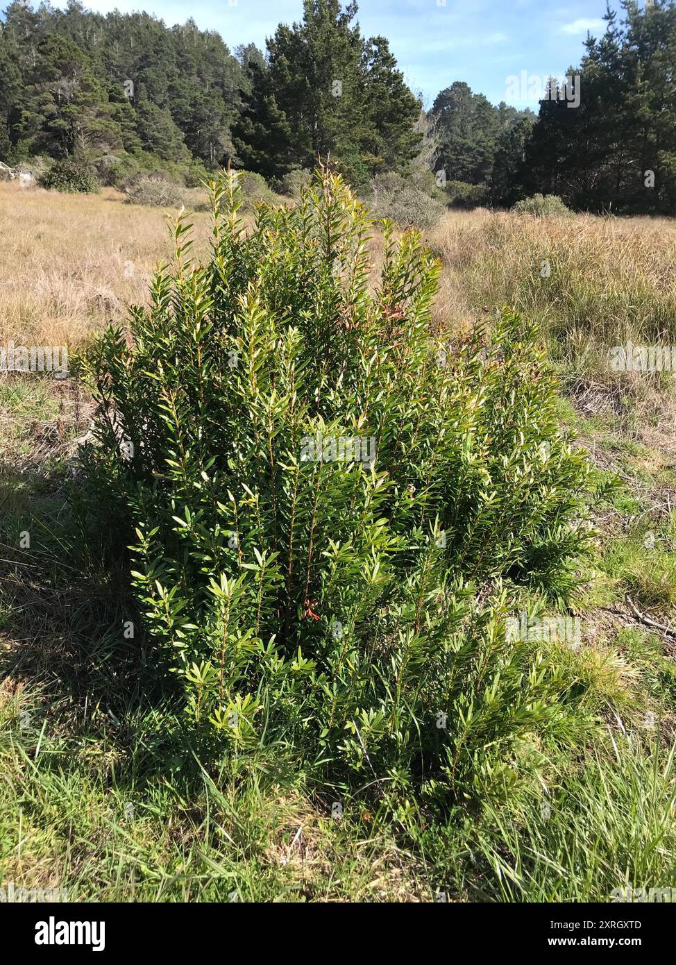 Pacific Wax myrtle (Morella californica) Plantae Stock Photo - Alamy