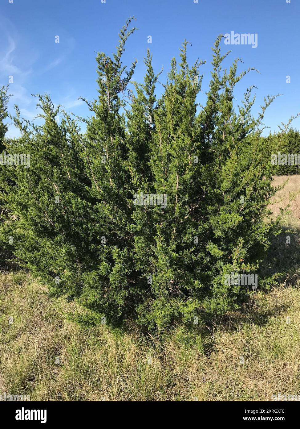 Ashe juniper (Juniperus ashei) Plantae Stock Photo - Alamy