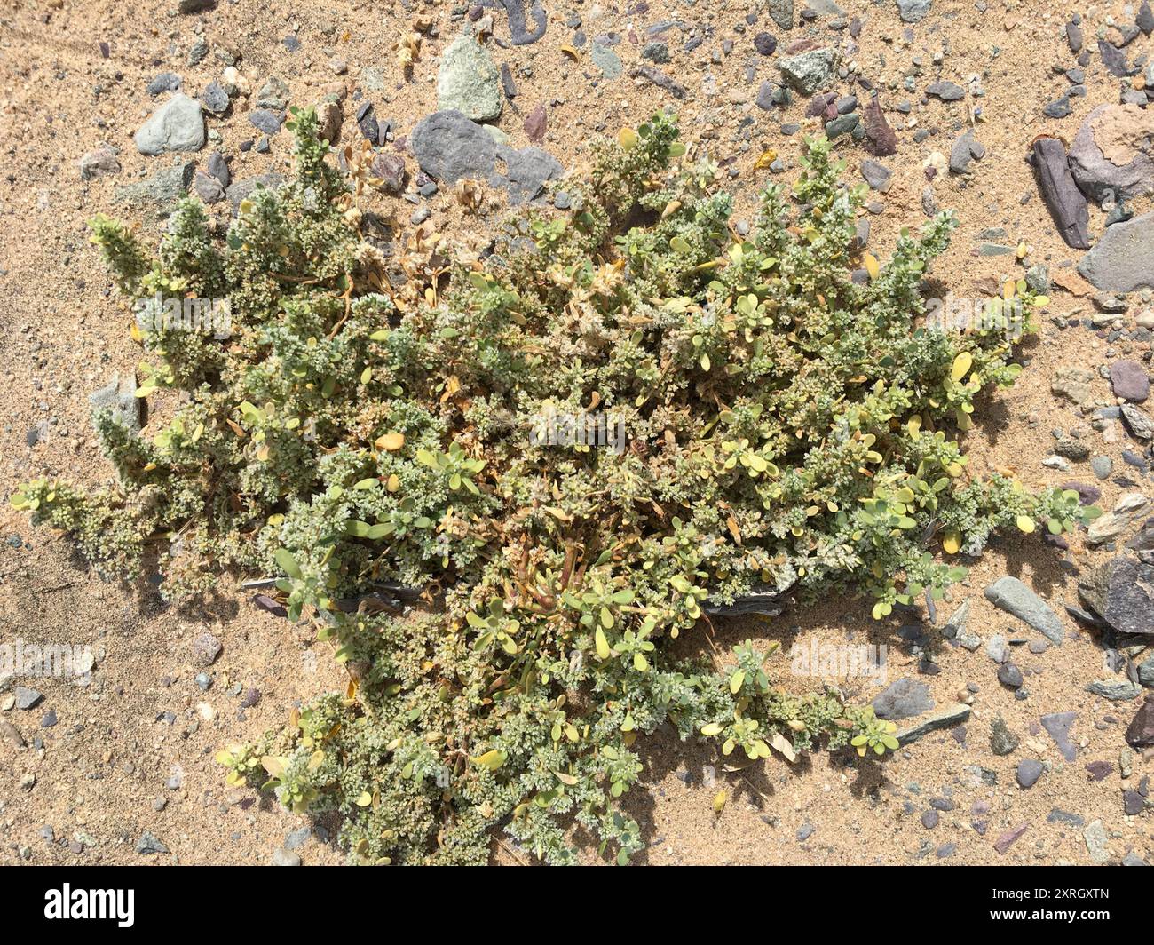 Frost Mat (Achyronychia cooperi) Plantae Stock Photo - Alamy