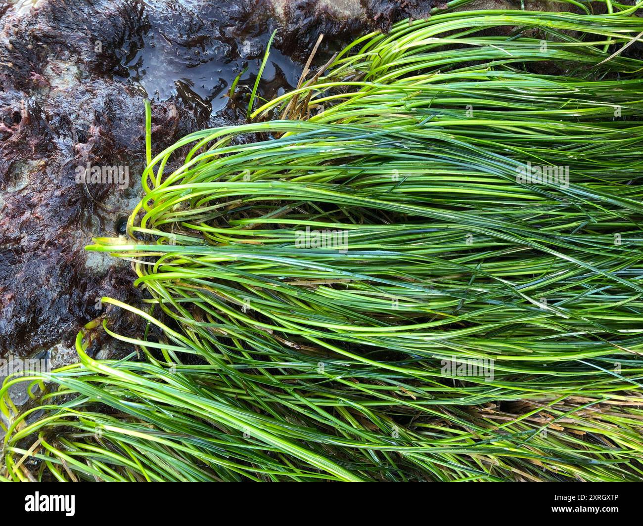 Torrey's Surfgrass (Phyllospadix torreyi) Plantae Stock Photo - Alamy