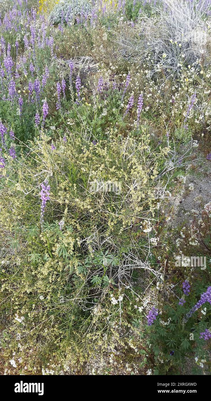 Cheesebush (Ambrosia salsola) Plantae Stock Photo - Alamy