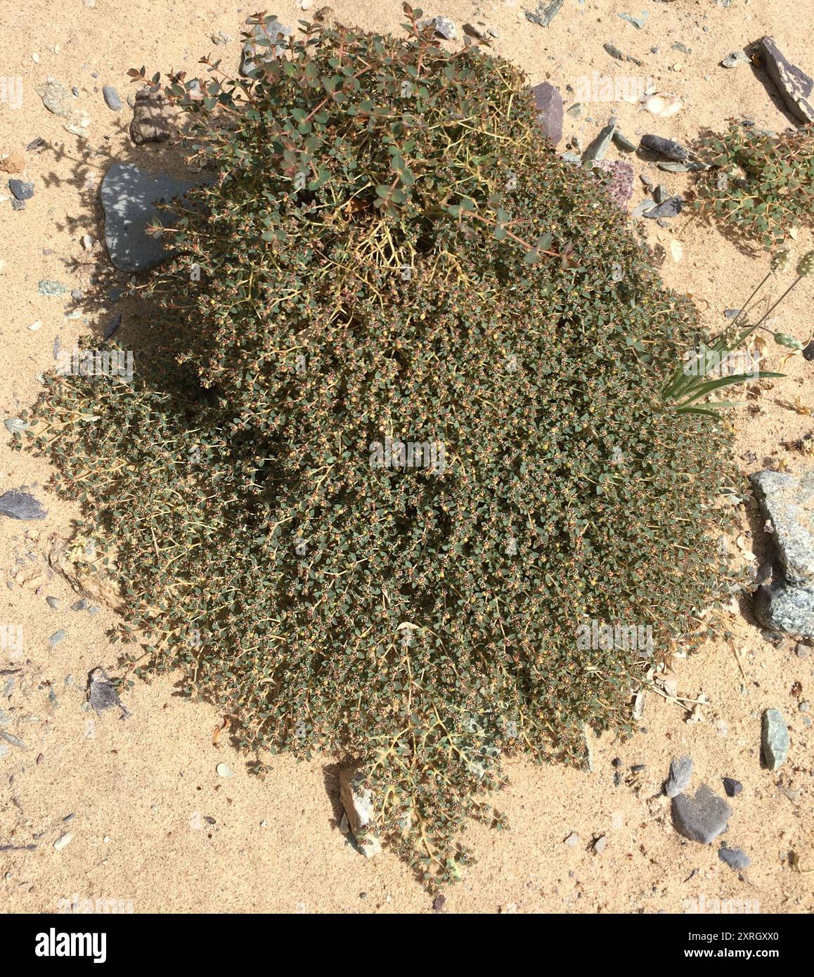 smallseed sandmat (Euphorbia polycarpa) Plantae Stock Photo - Alamy