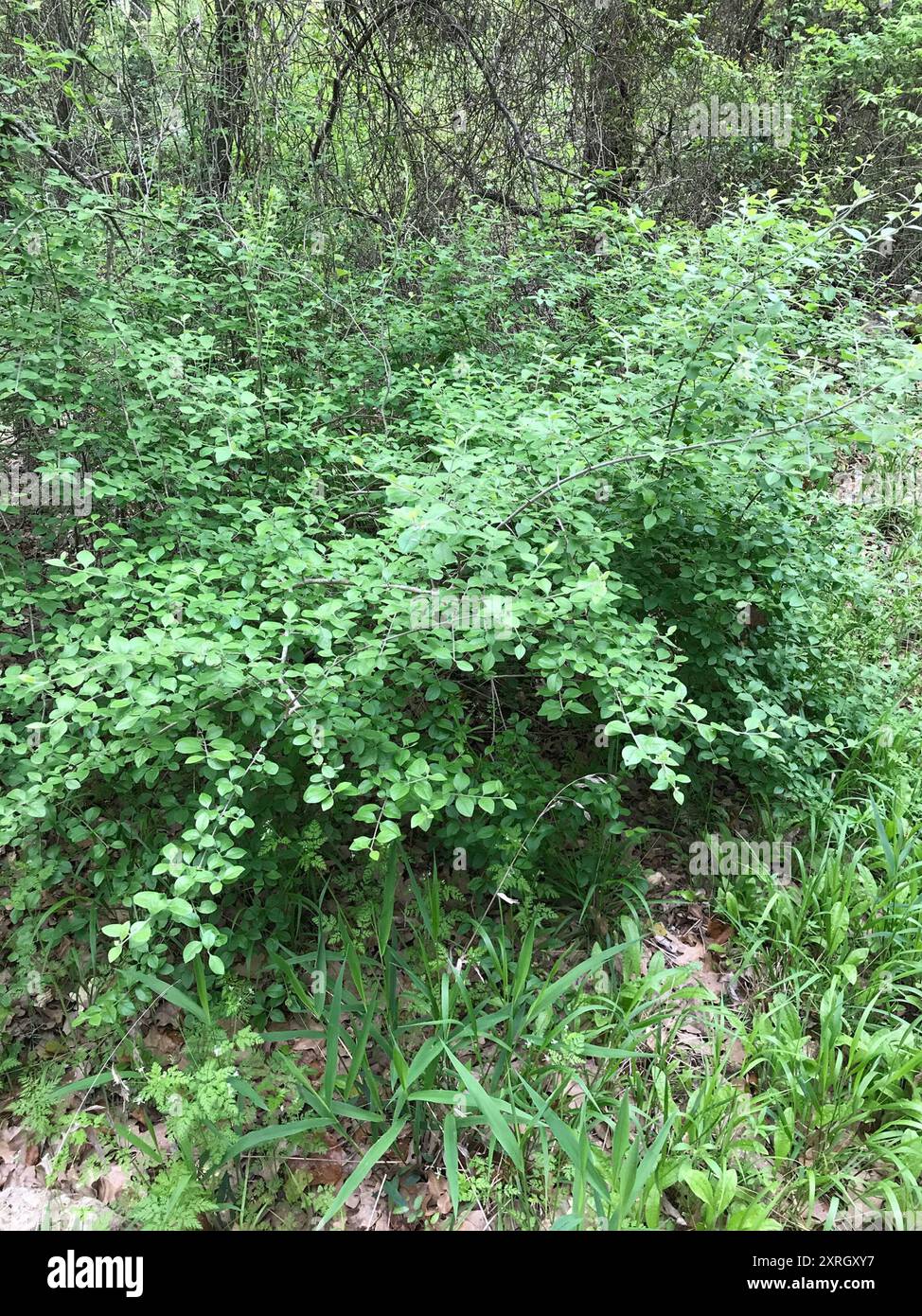 Stretchberry (Forestiera pubescens) Plantae Stock Photo - Alamy