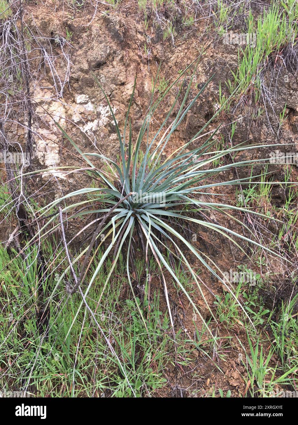 chaparral yucca (Hesperoyucca whipplei) Plantae Stock Photo - Alamy
