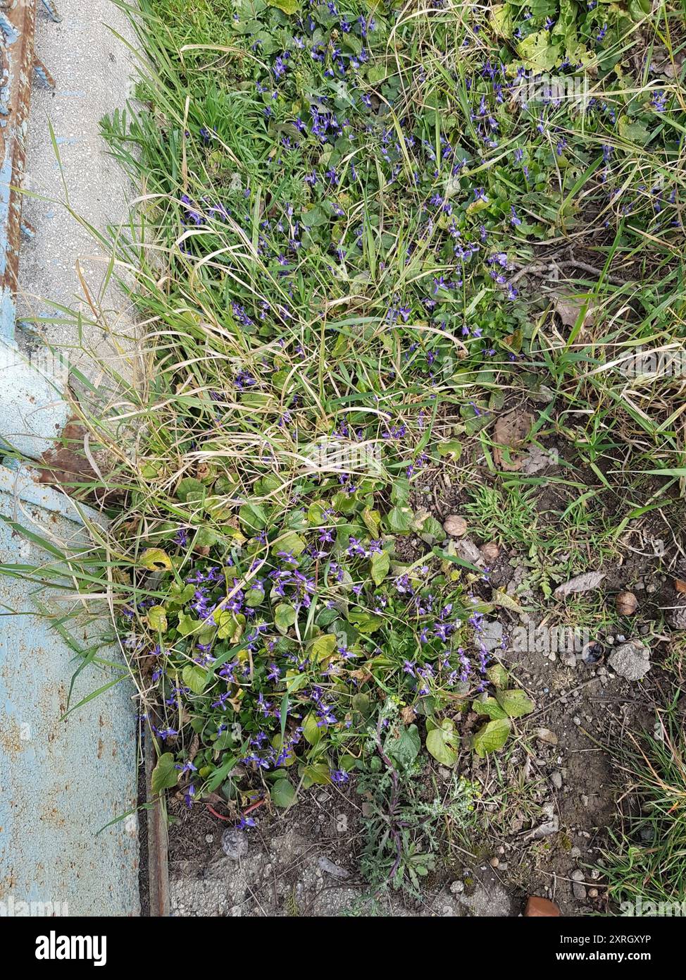 Russian Violet (Viola suavis) Plantae Stock Photo - Alamy