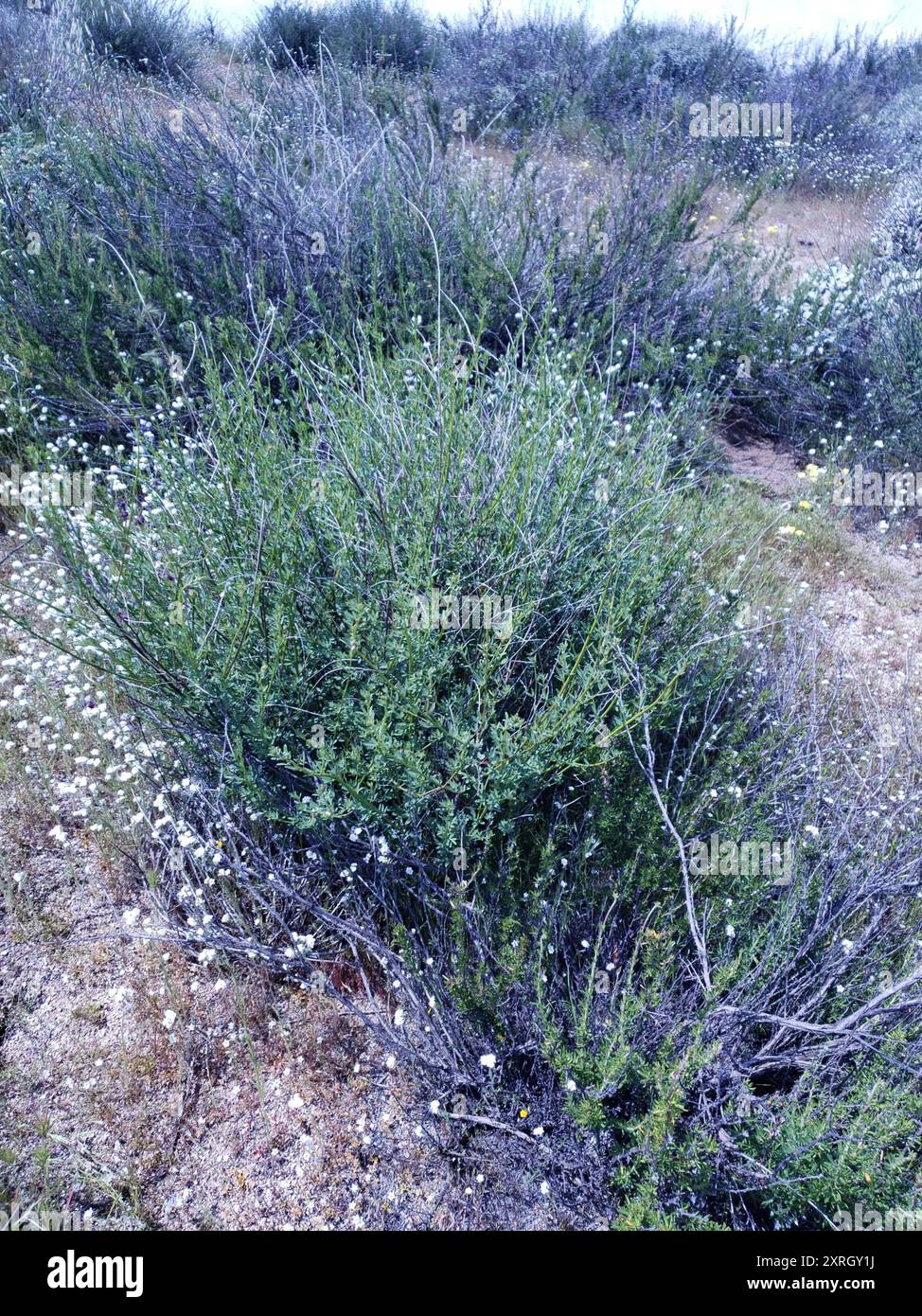 deerweed (Acmispon glaber) Plantae Stock Photo - Alamy