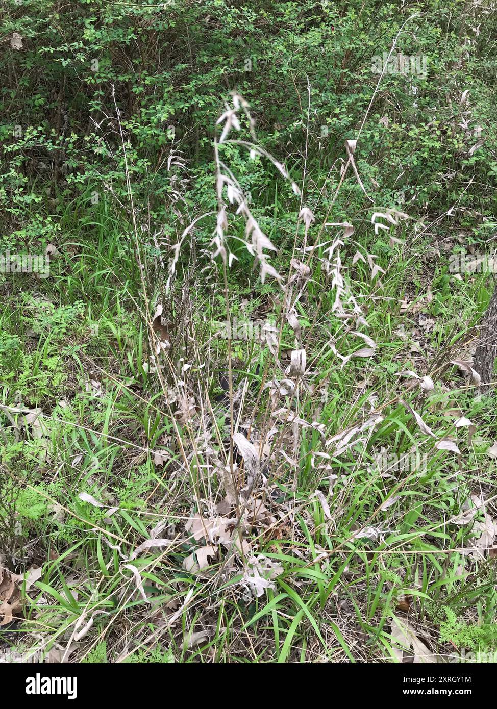 inland wood oats (Chasmanthium latifolium) Plantae Stock Photo - Alamy