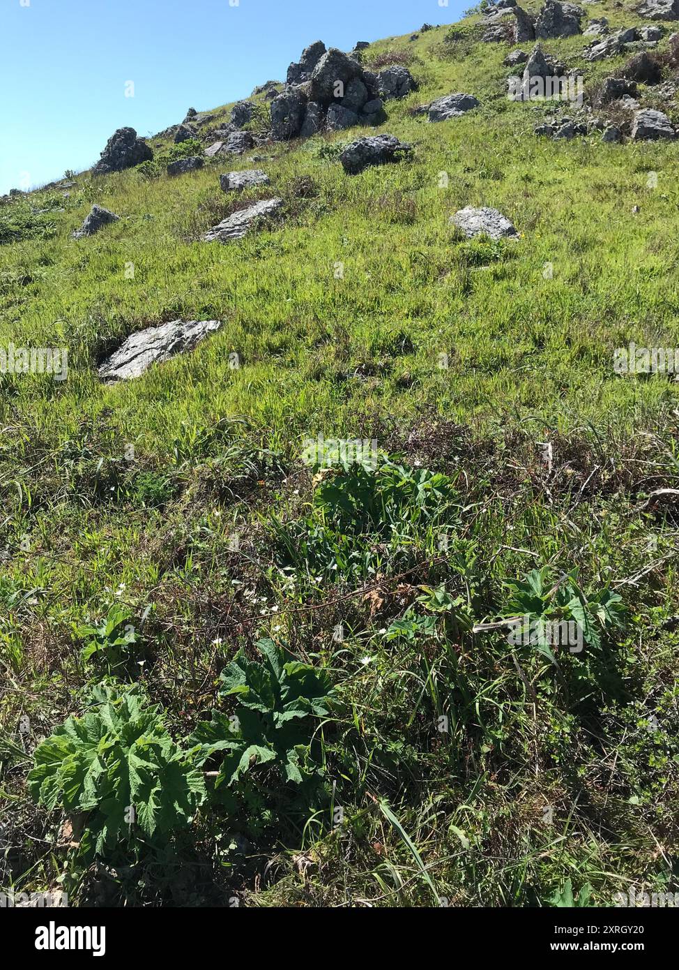 field chickweed (Cerastium arvense) Plantae Stock Photo - Alamy