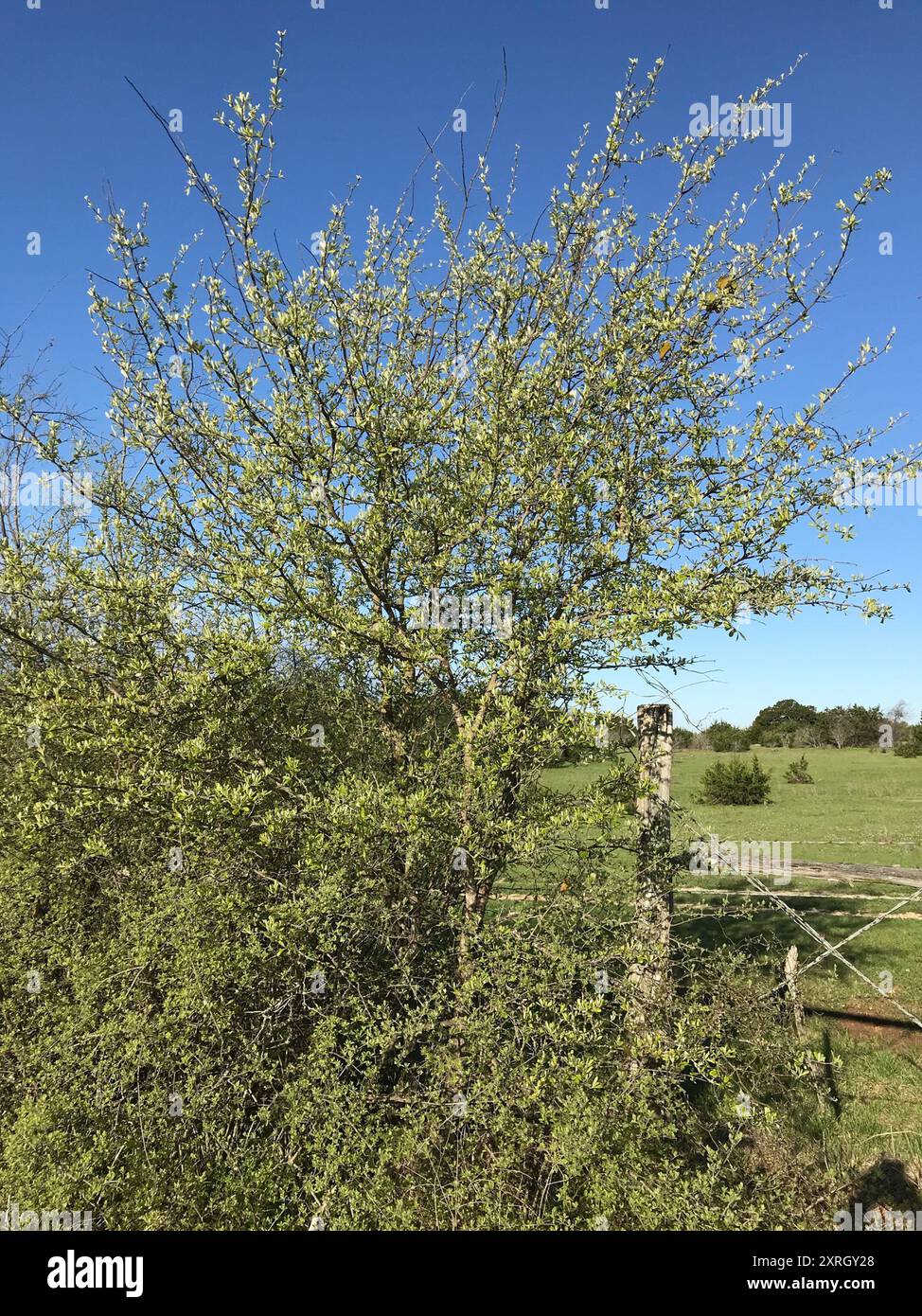 Gum bumelia (Sideroxylon lanuginosum) Plantae Stock Photo - Alamy