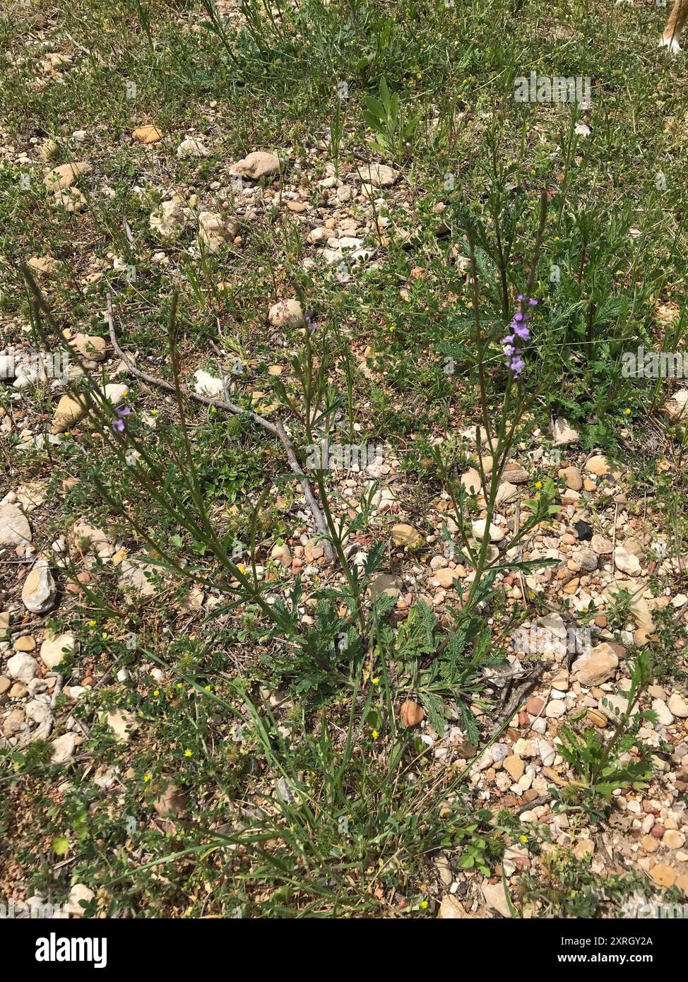 Texas vervain (Verbena halei) Plantae Stock Photo - Alamy