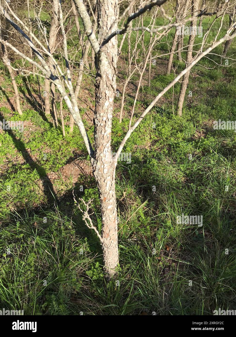 Western Soapberry (Sapindus drummondii) Plantae Stock Photo - Alamy