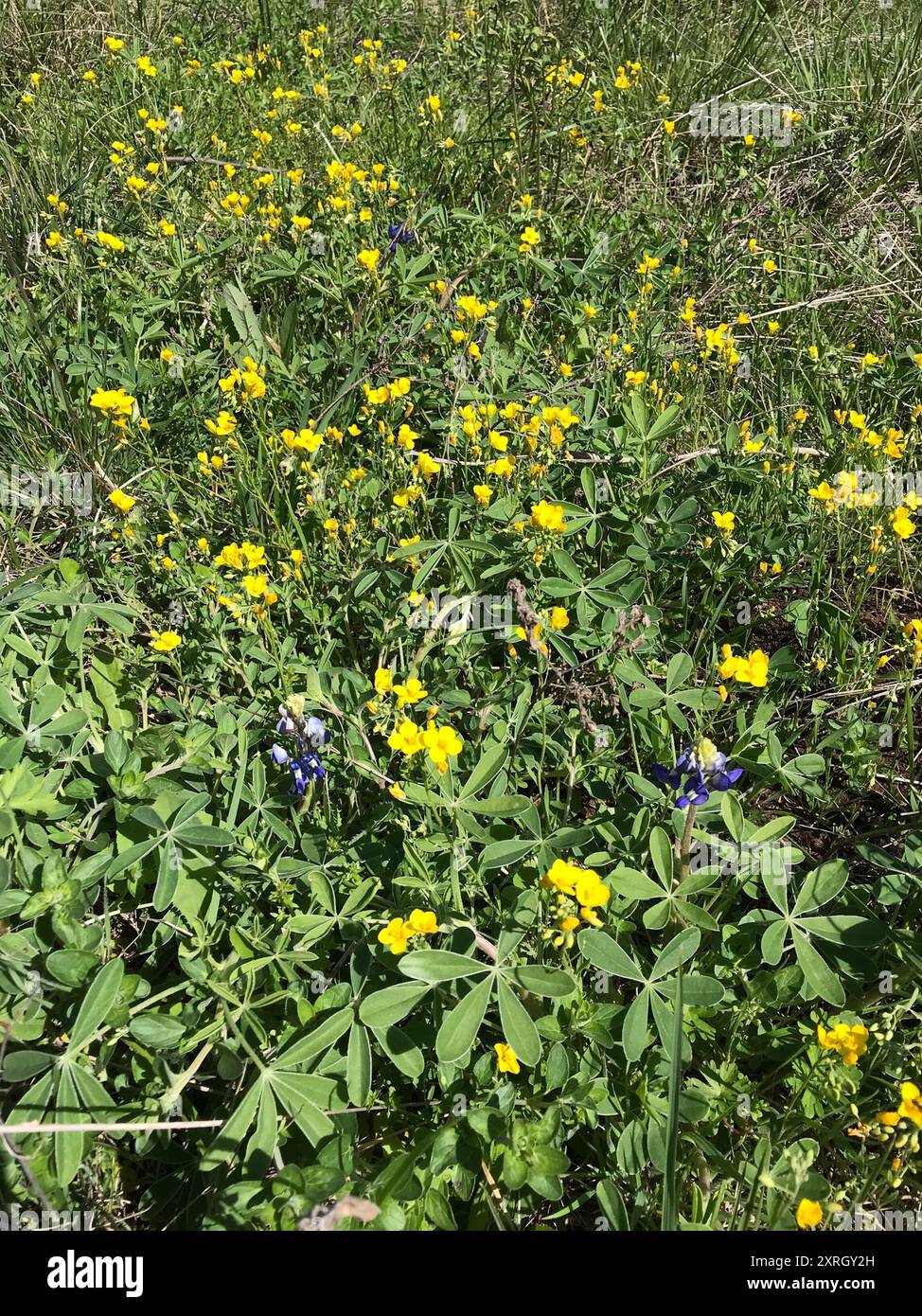 bladderpods (Physaria) Plantae Stock Photo - Alamy