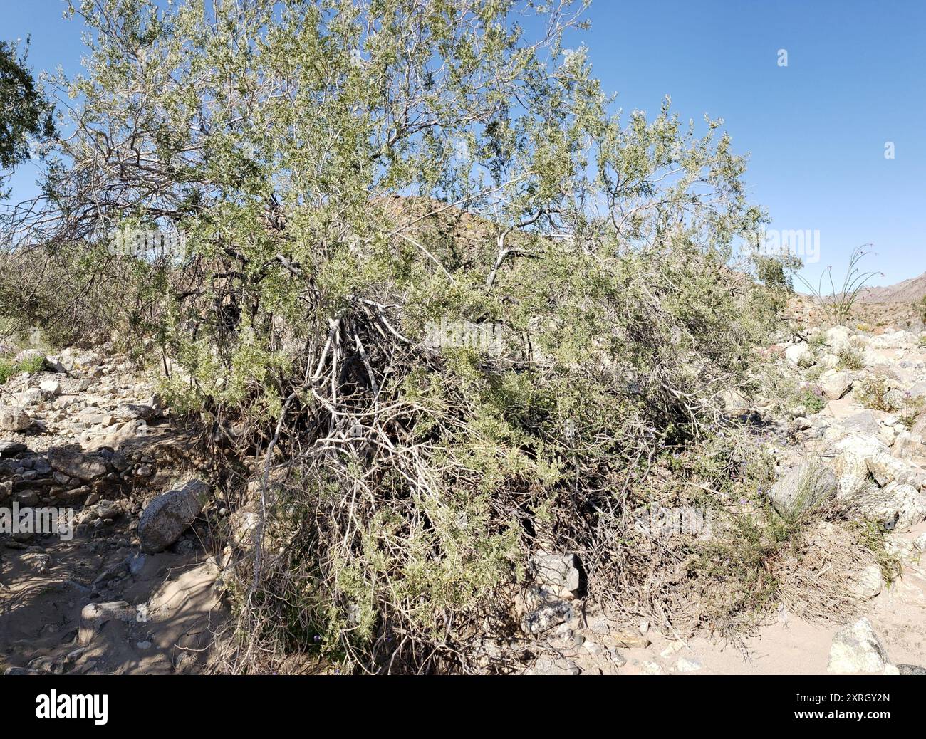 desert ironwood (Olneya tesota) Plantae Stock Photo - Alamy