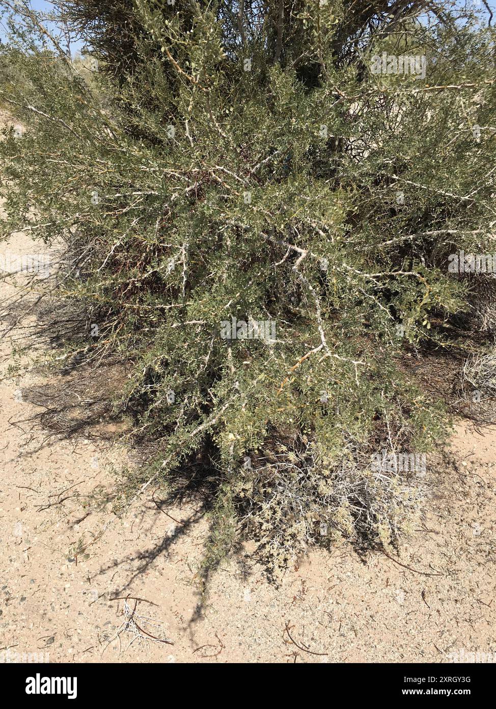 desert ironwood (Olneya tesota) Plantae Stock Photo - Alamy