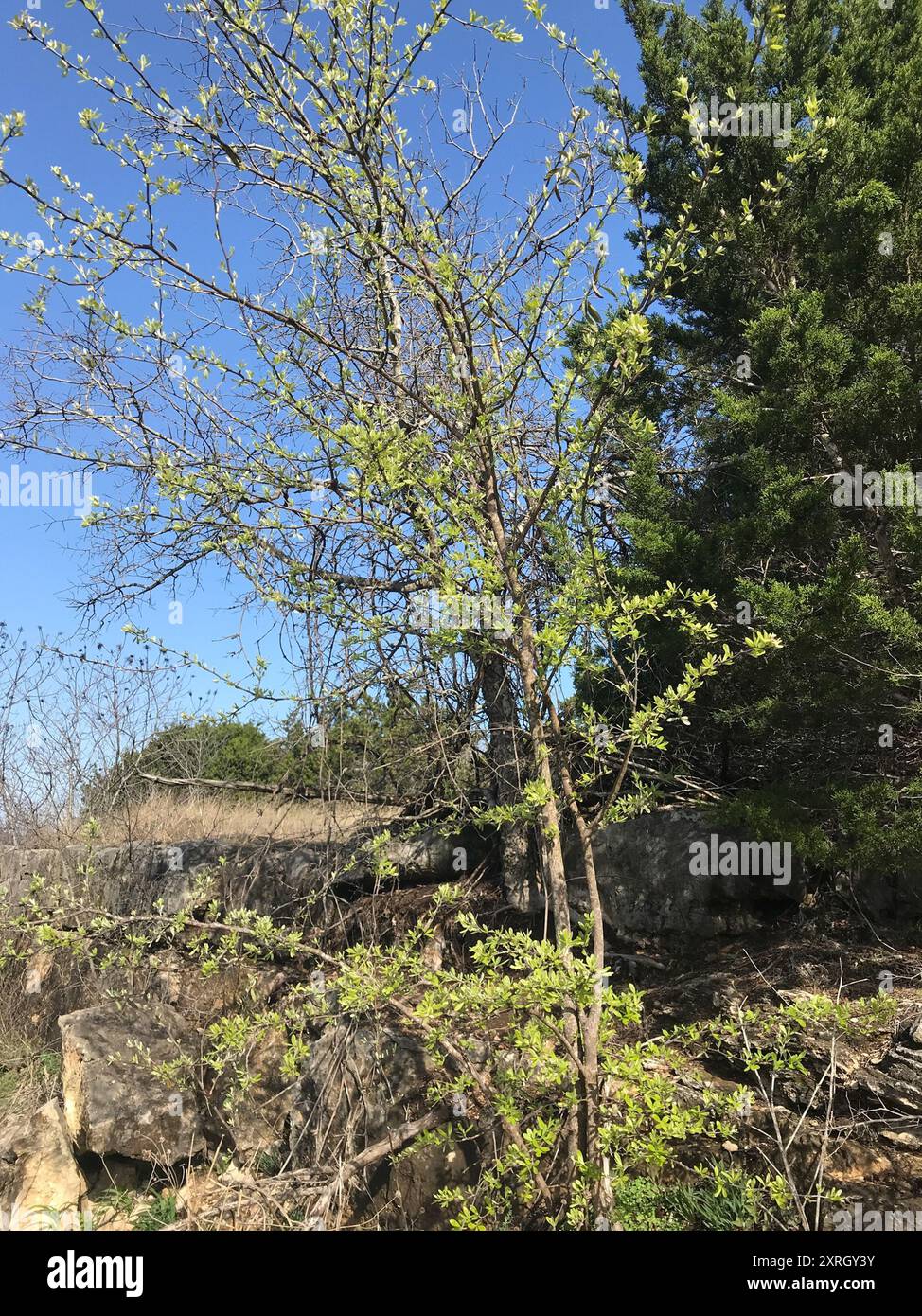 Gum bumelia (Sideroxylon lanuginosum) Plantae Stock Photo - Alamy