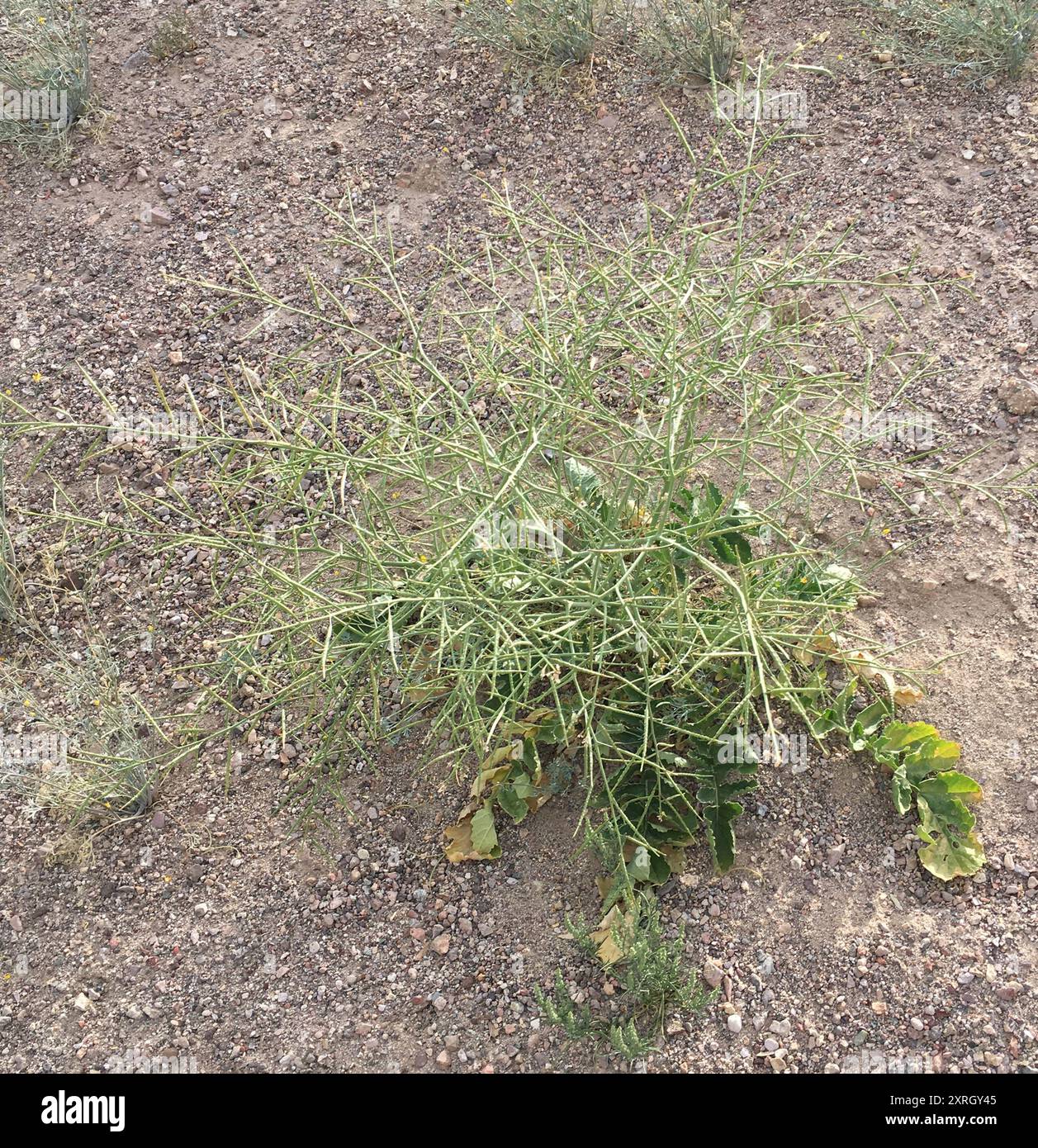 Saharan Mustard (Brassica tournefortii) Plantae Stock Photo - Alamy