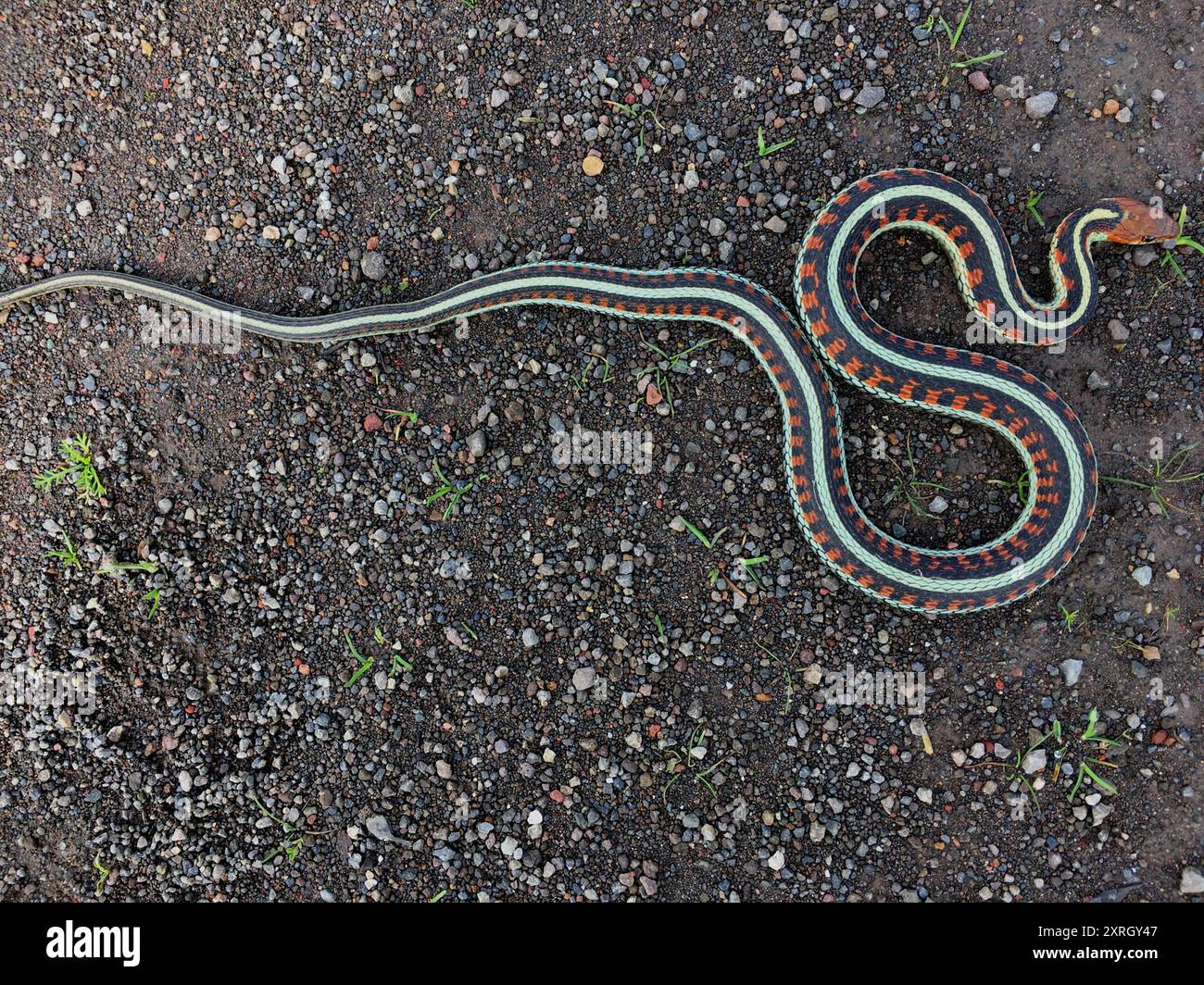 California Red-sided Garter Snake (Thamnophis sirtalis infernalis ...