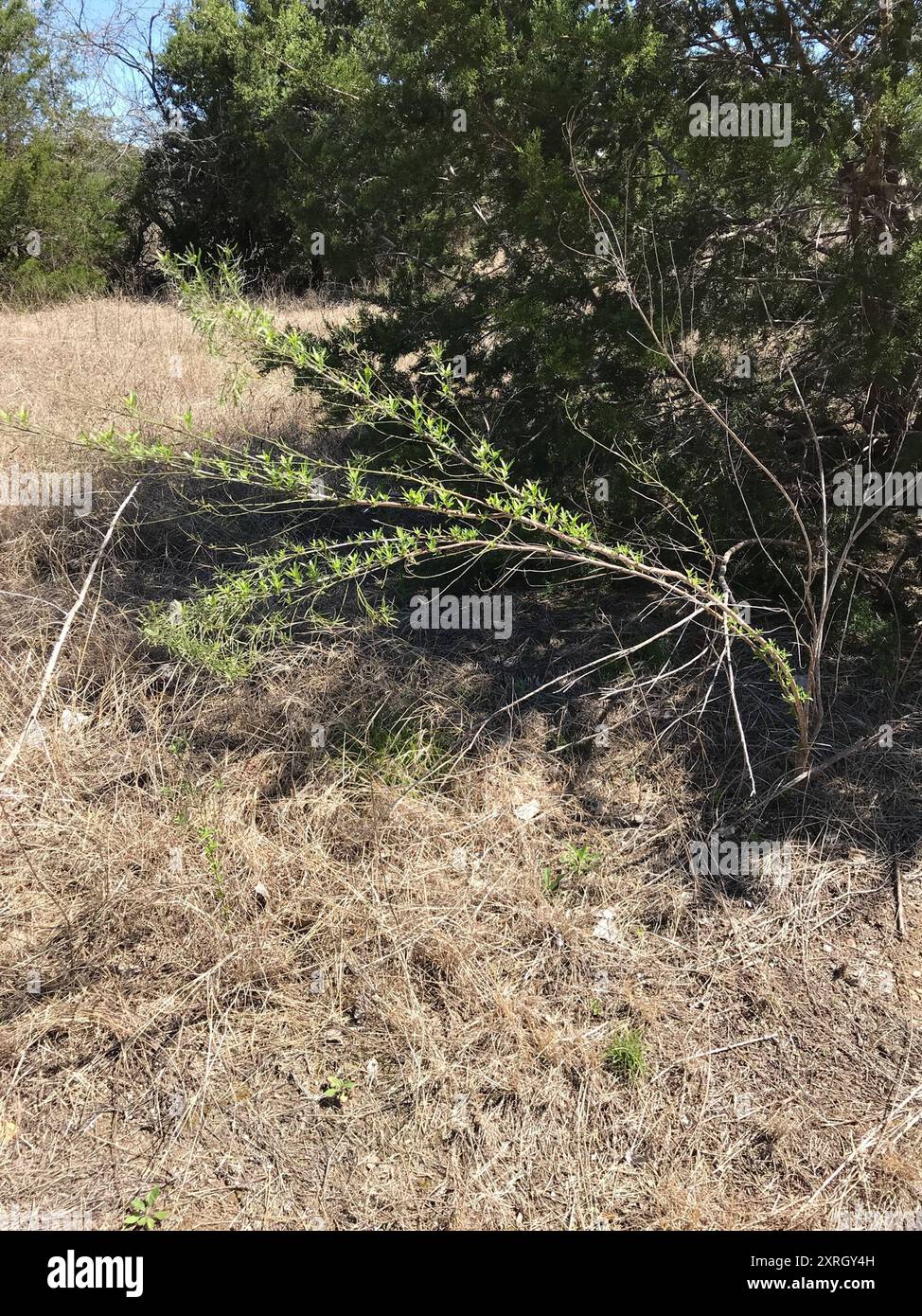 Poverty Weed (Baccharis neglecta) Plantae Stock Photo - Alamy