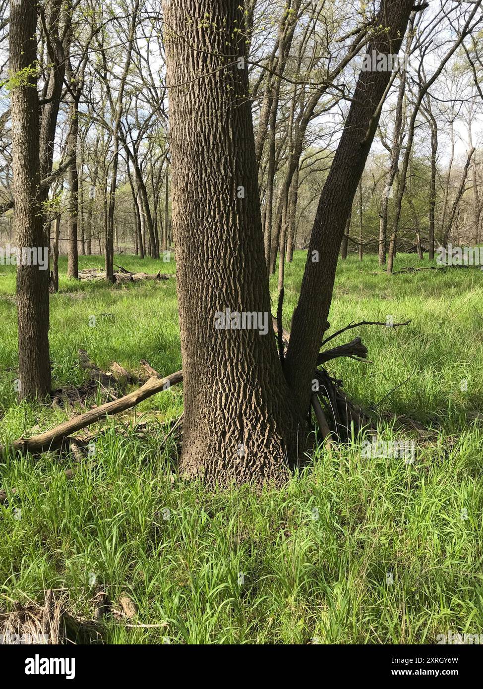 green ash (Fraxinus pennsylvanica) Plantae Stock Photo - Alamy