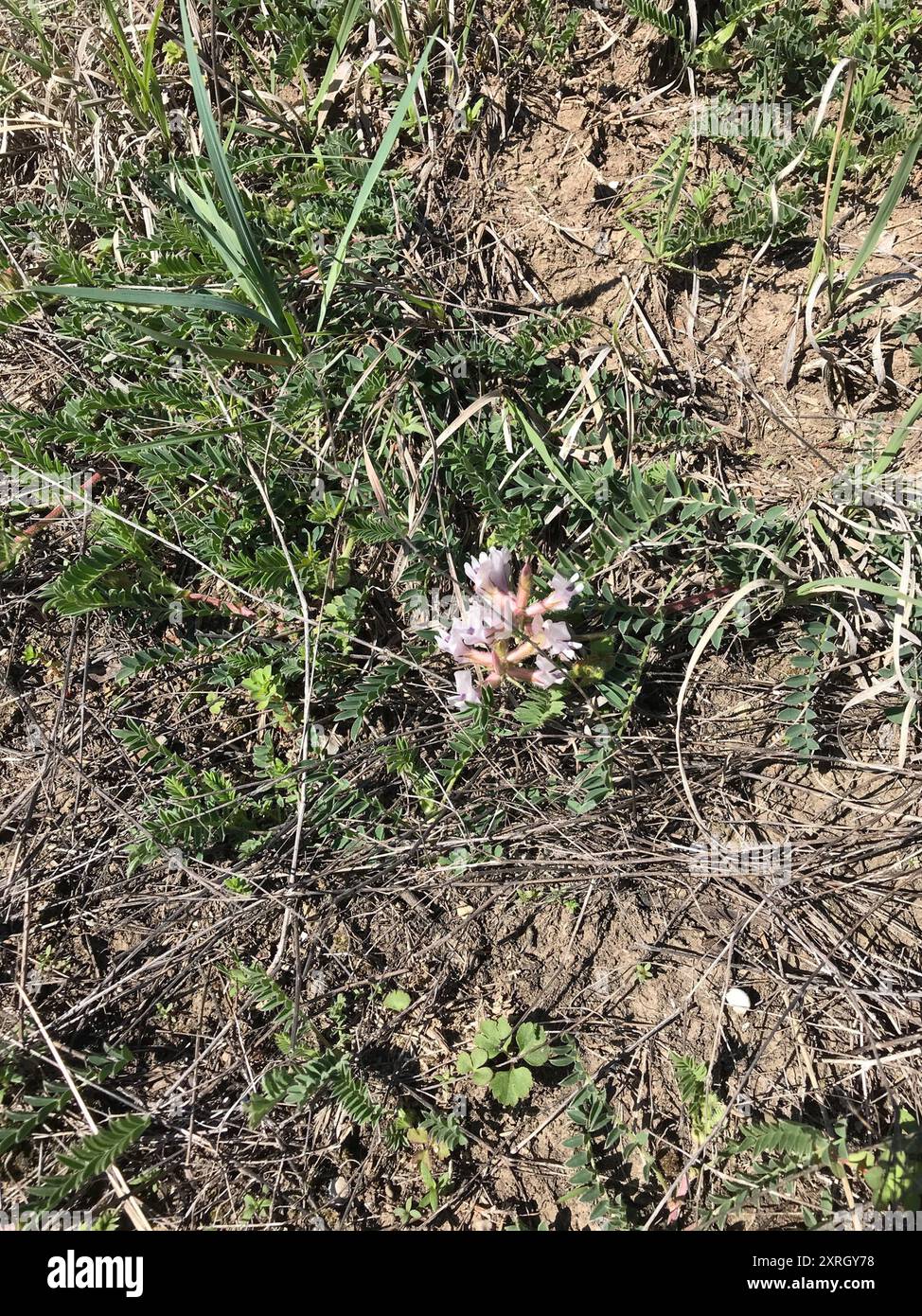 Ground-plum (Astragalus crassicarpus) Plantae Stock Photo - Alamy