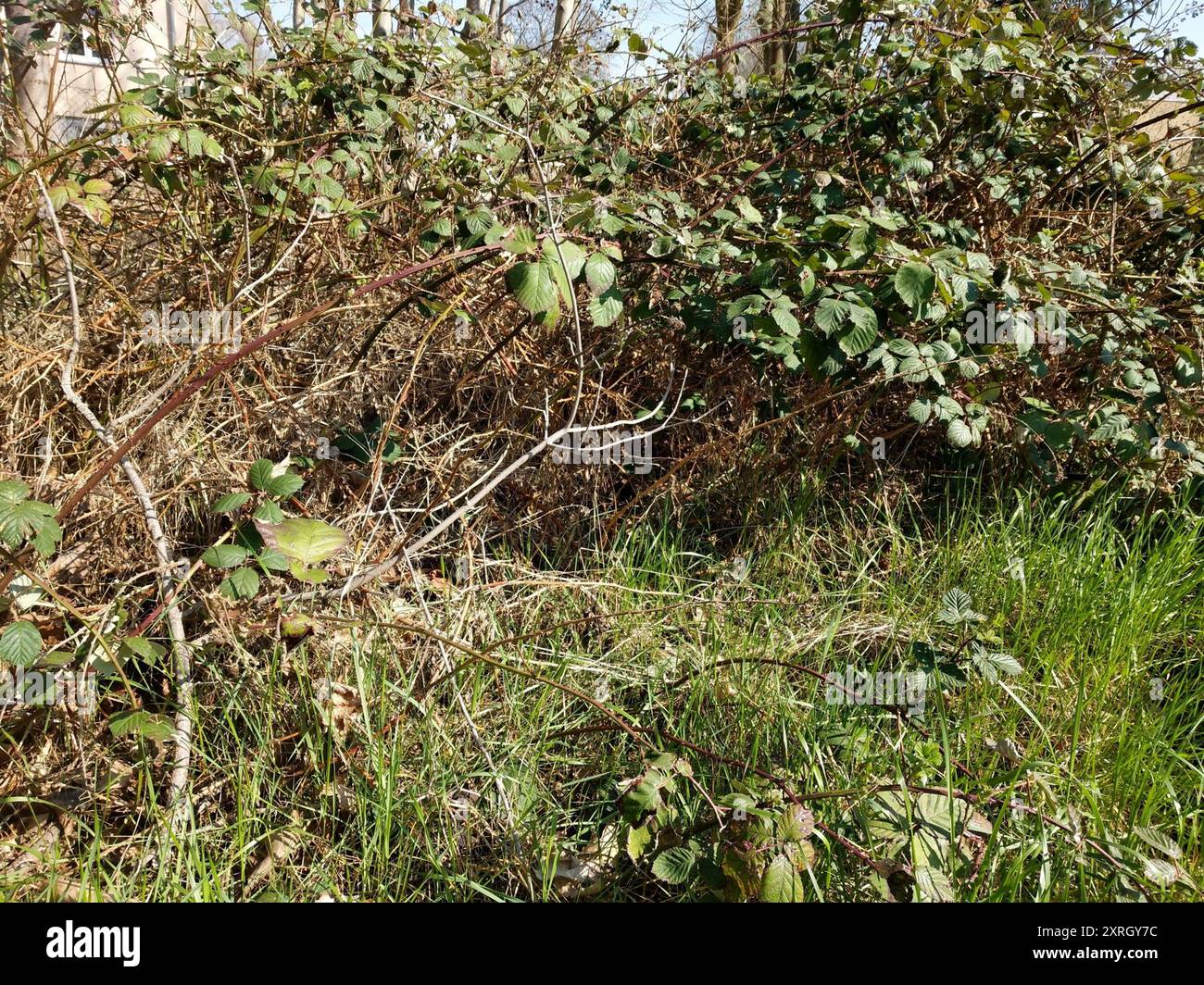 brambles (Rubus) Plantae Stock Photo - Alamy