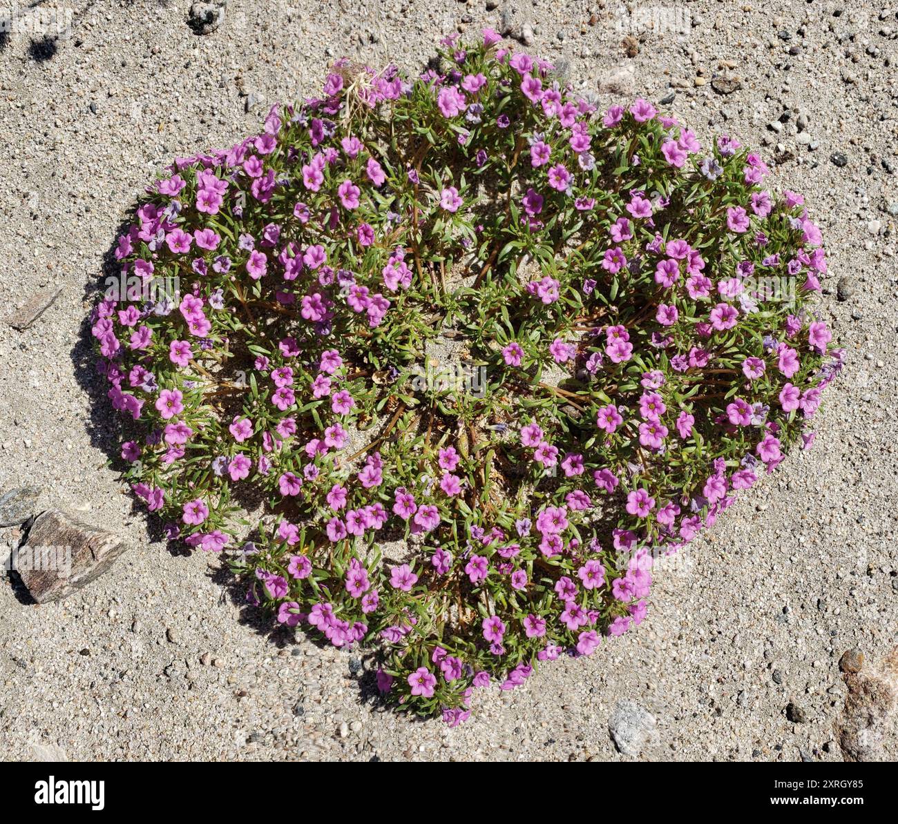 purple mat (Nama demissa) Plantae Stock Photo - Alamy