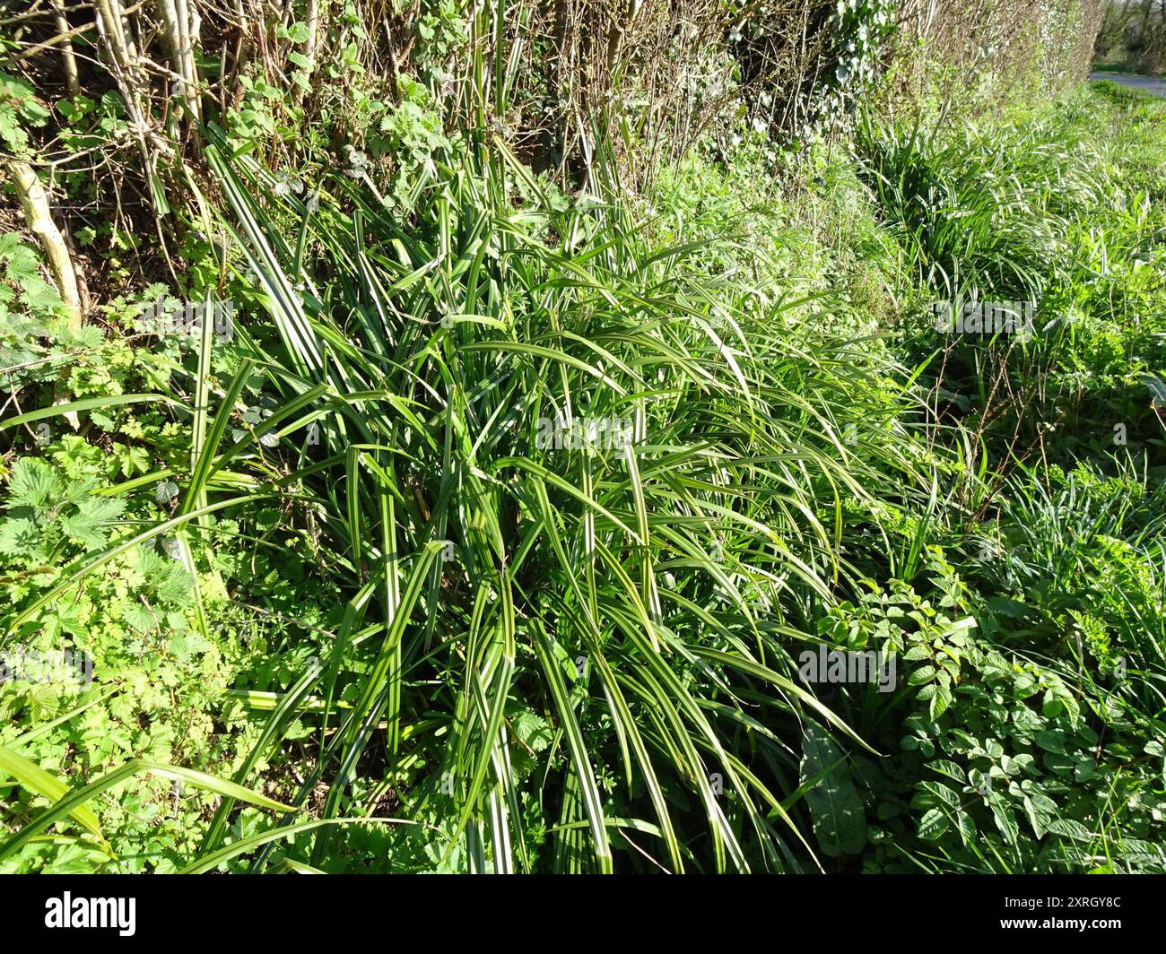 Hanging sedge (Carex pendula) Plantae Stock Photo - Alamy