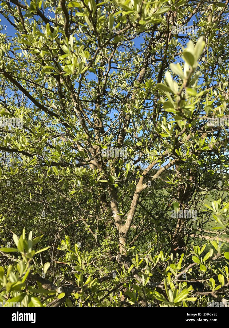 Gum bumelia (Sideroxylon lanuginosum) Plantae Stock Photo - Alamy