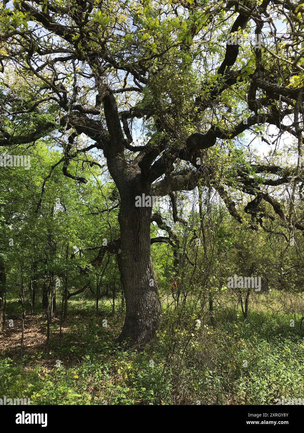 post oak (Quercus stellata) Plantae Stock Photo - Alamy