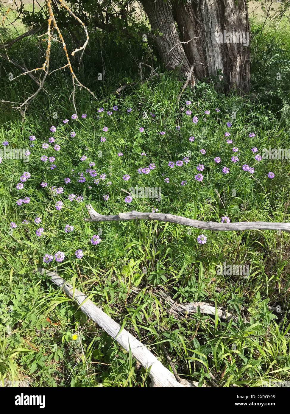 Dakota mock vervain (Glandularia bipinnatifida) Plantae Stock Photo - Alamy