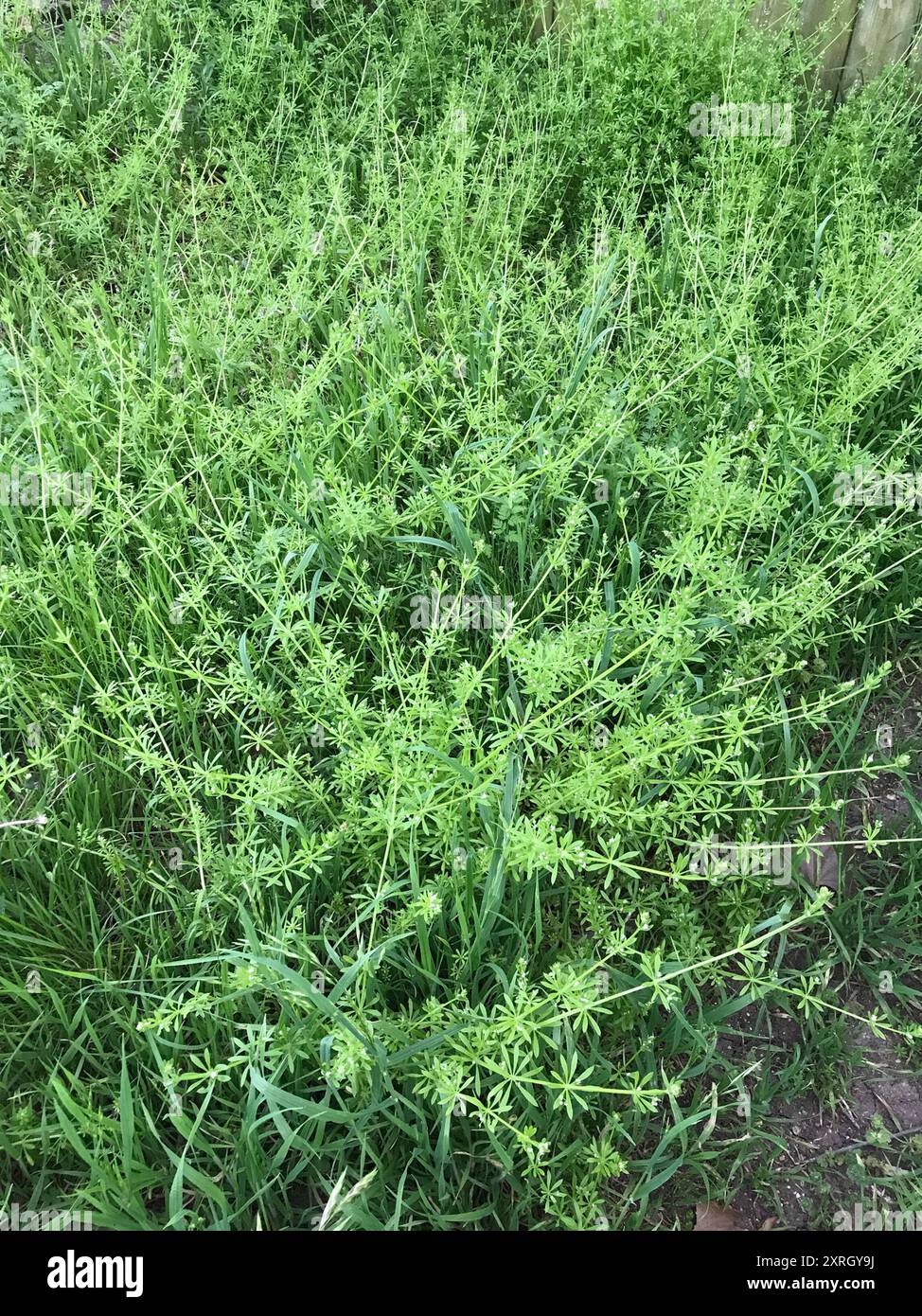 catchweed bedstraw (Galium aparine) Plantae Stock Photo - Alamy