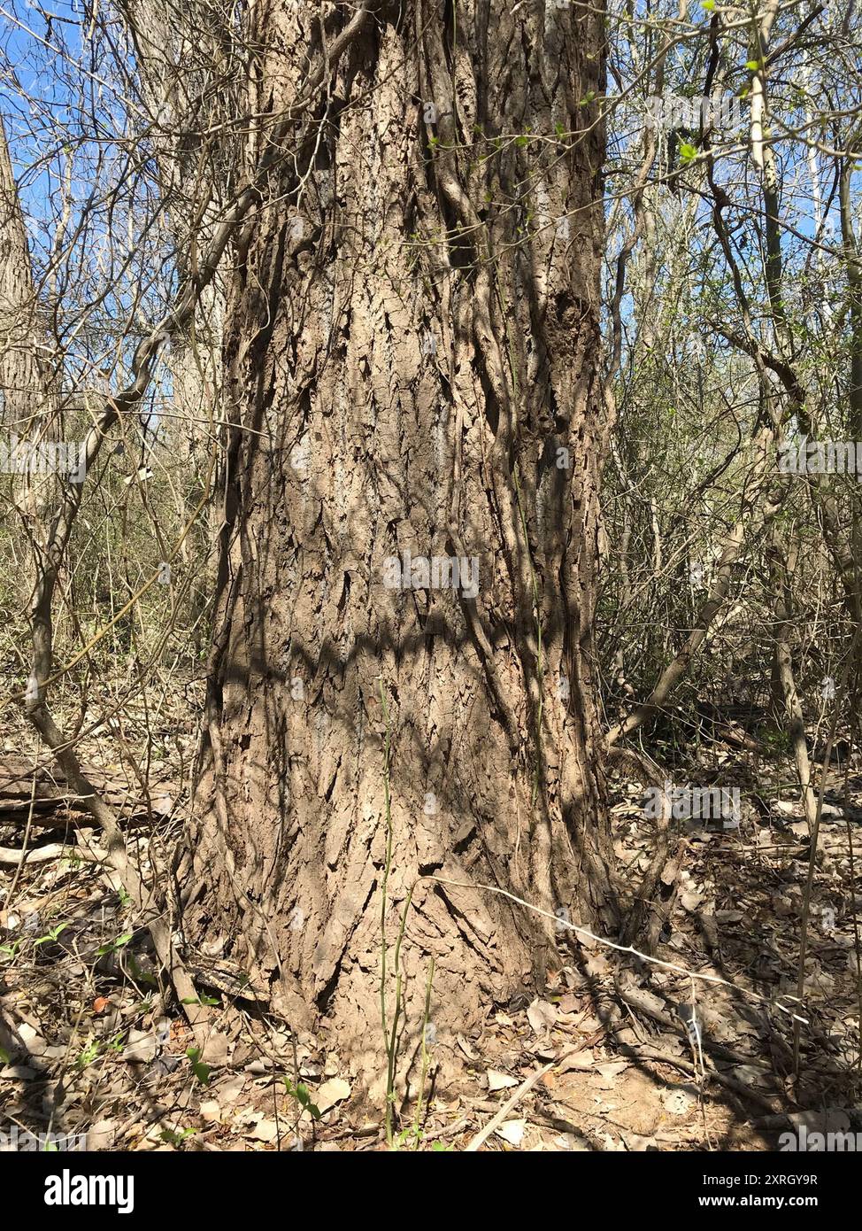 Eastern Cottonwood (Populus deltoides) Plantae Stock Photo - Alamy