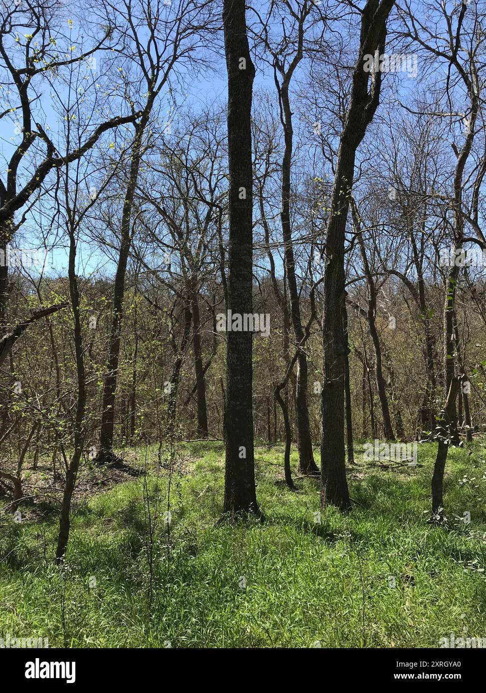 sugar hackberry (Celtis laevigata) Plantae Stock Photo - Alamy