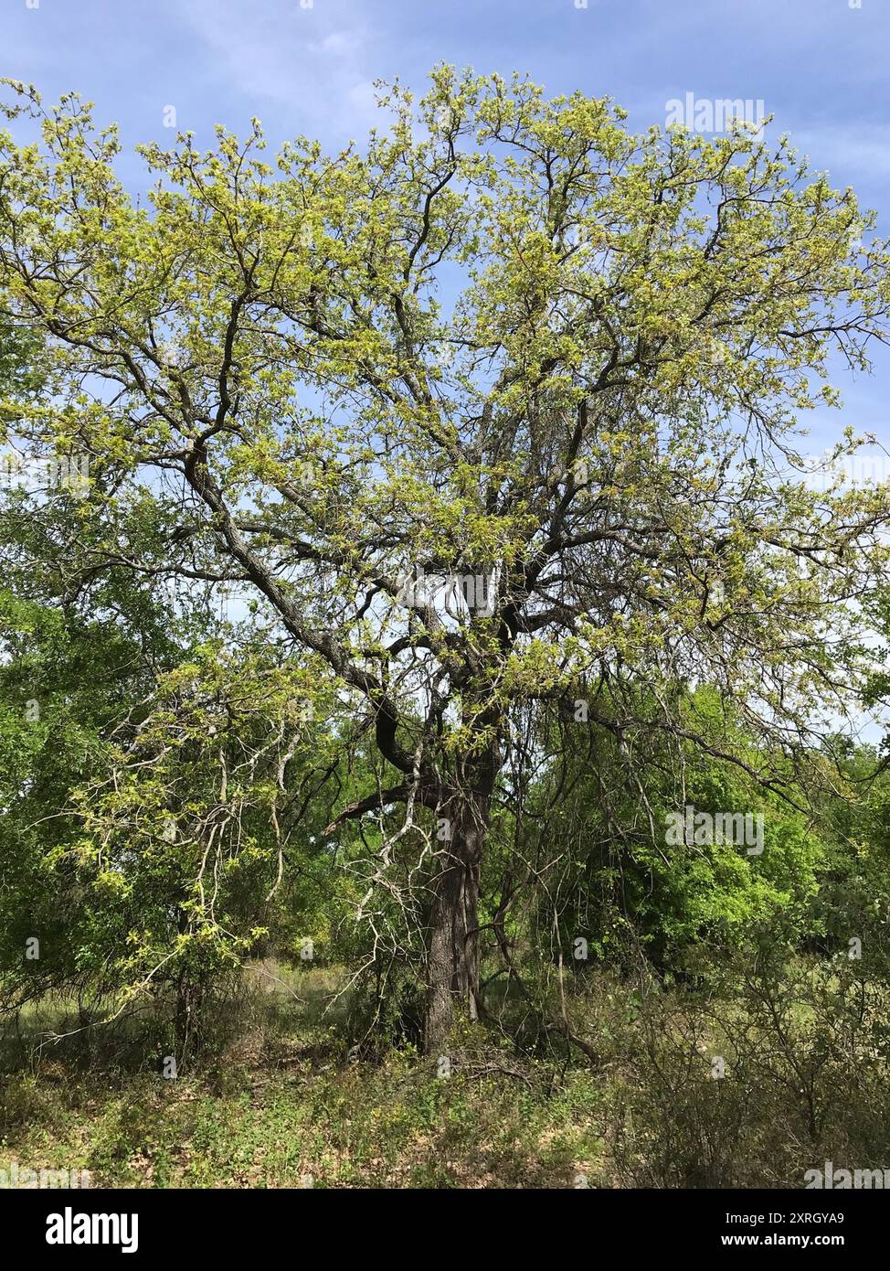 post oak (Quercus stellata) Plantae Stock Photo - Alamy