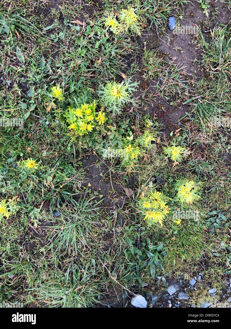 Footsteps of spring (Sanicula arctopoides) Plantae Stock Photo - Alamy