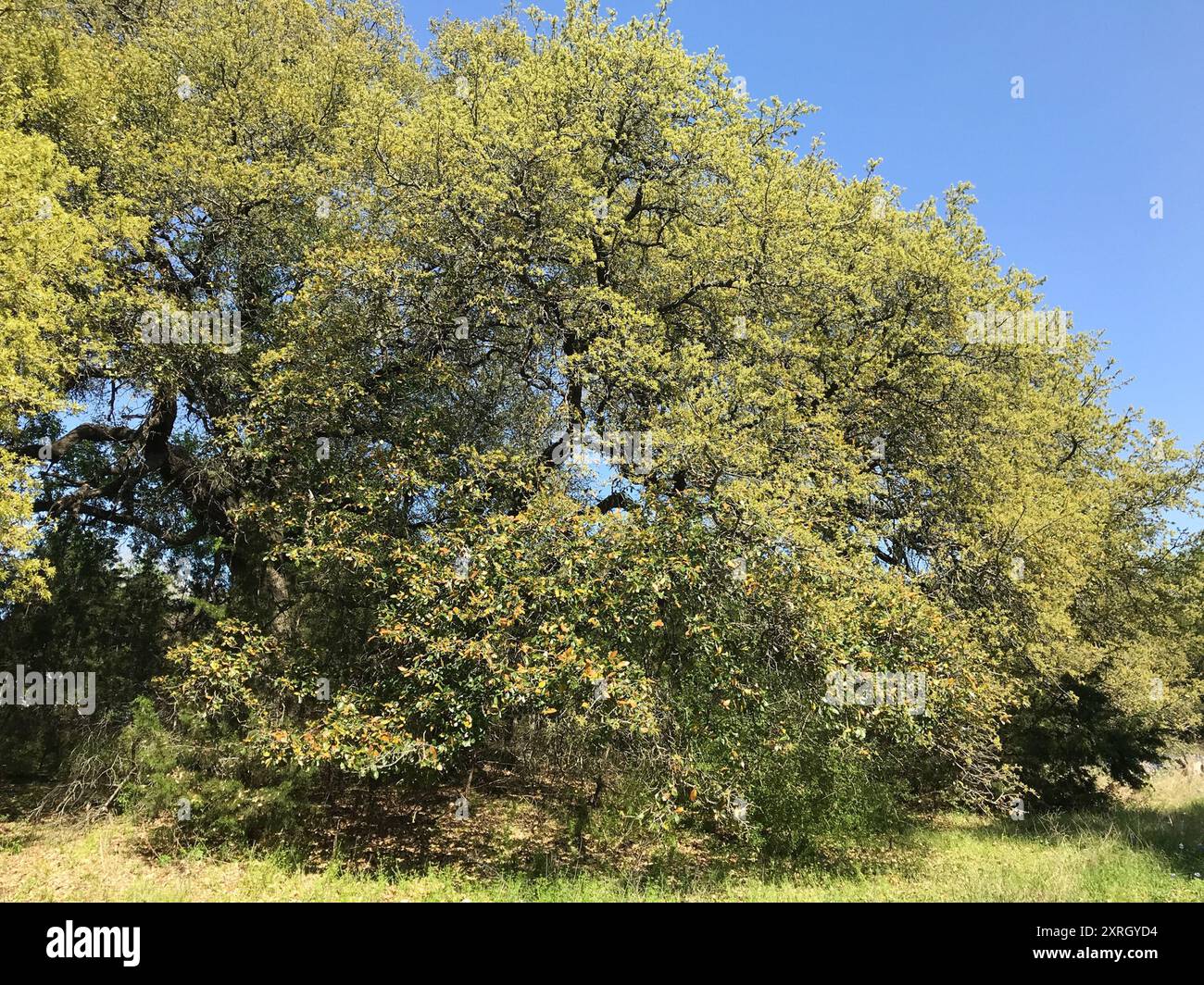 Texas live oak (Quercus fusiformis) Plantae Stock Photo - Alamy