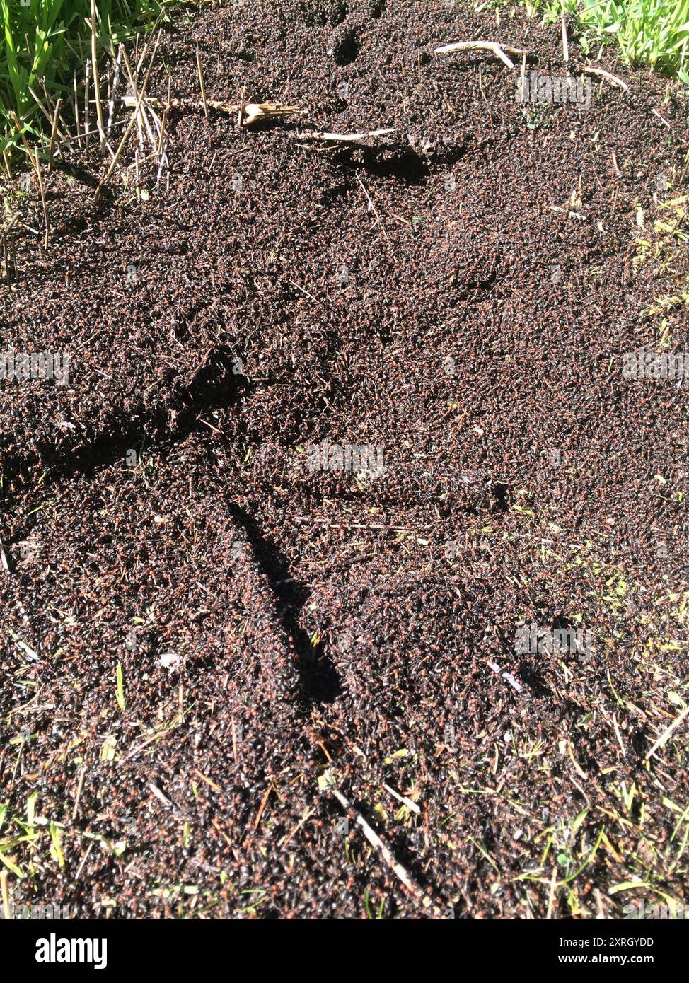 Wood, Mound, and Field Ants (Formica) Insecta Stock Photo - Alamy
