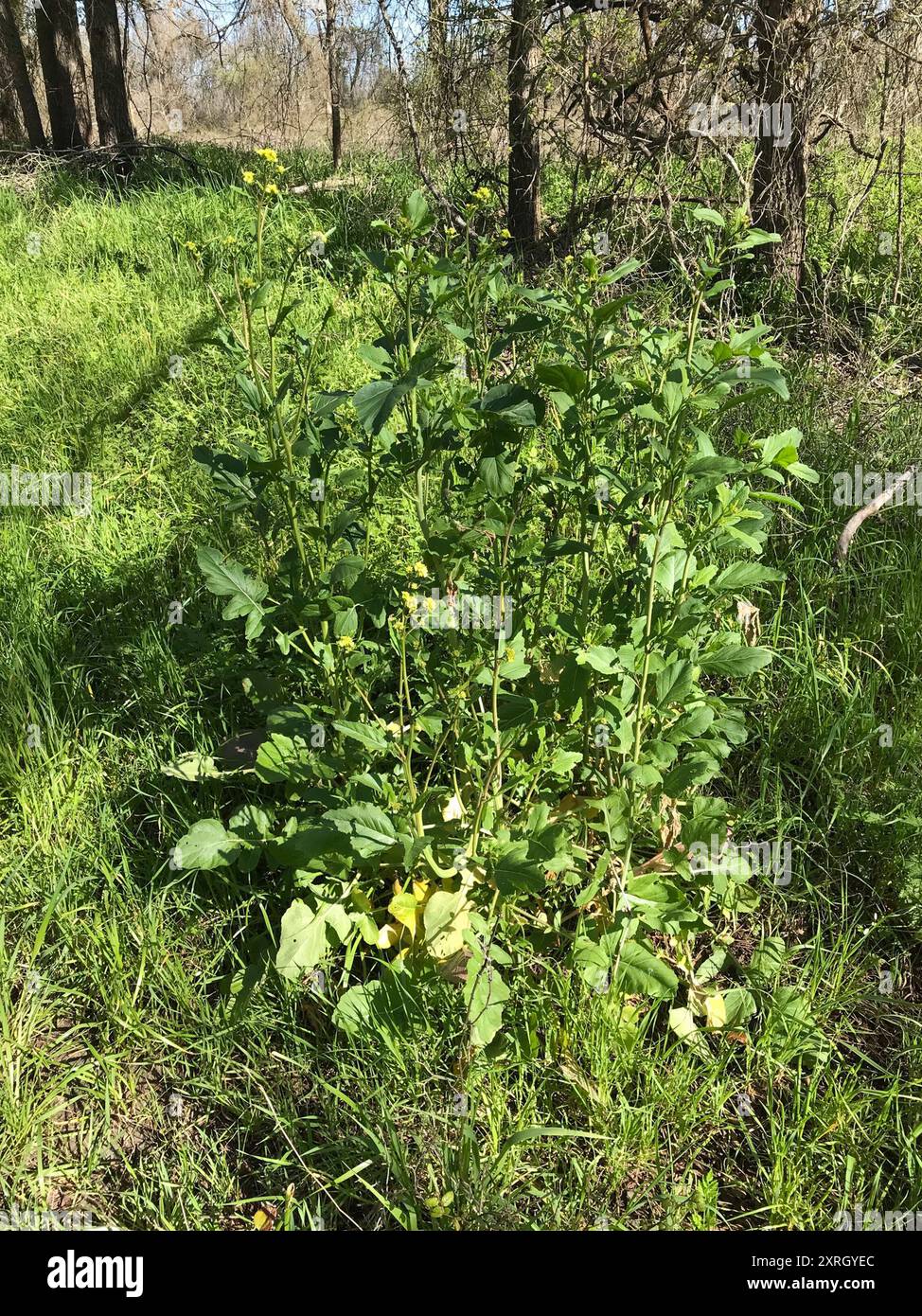 annual bastard cabbage (Rapistrum rugosum) Plantae Stock Photo - Alamy