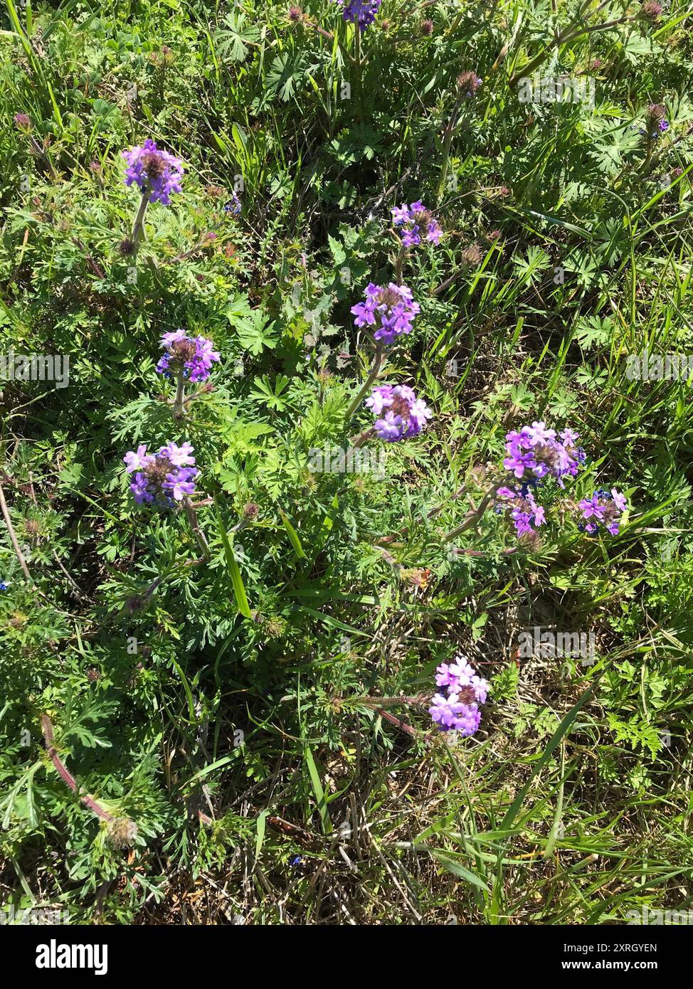 Dakota mock vervain (Glandularia bipinnatifida) Plantae Stock Photo - Alamy