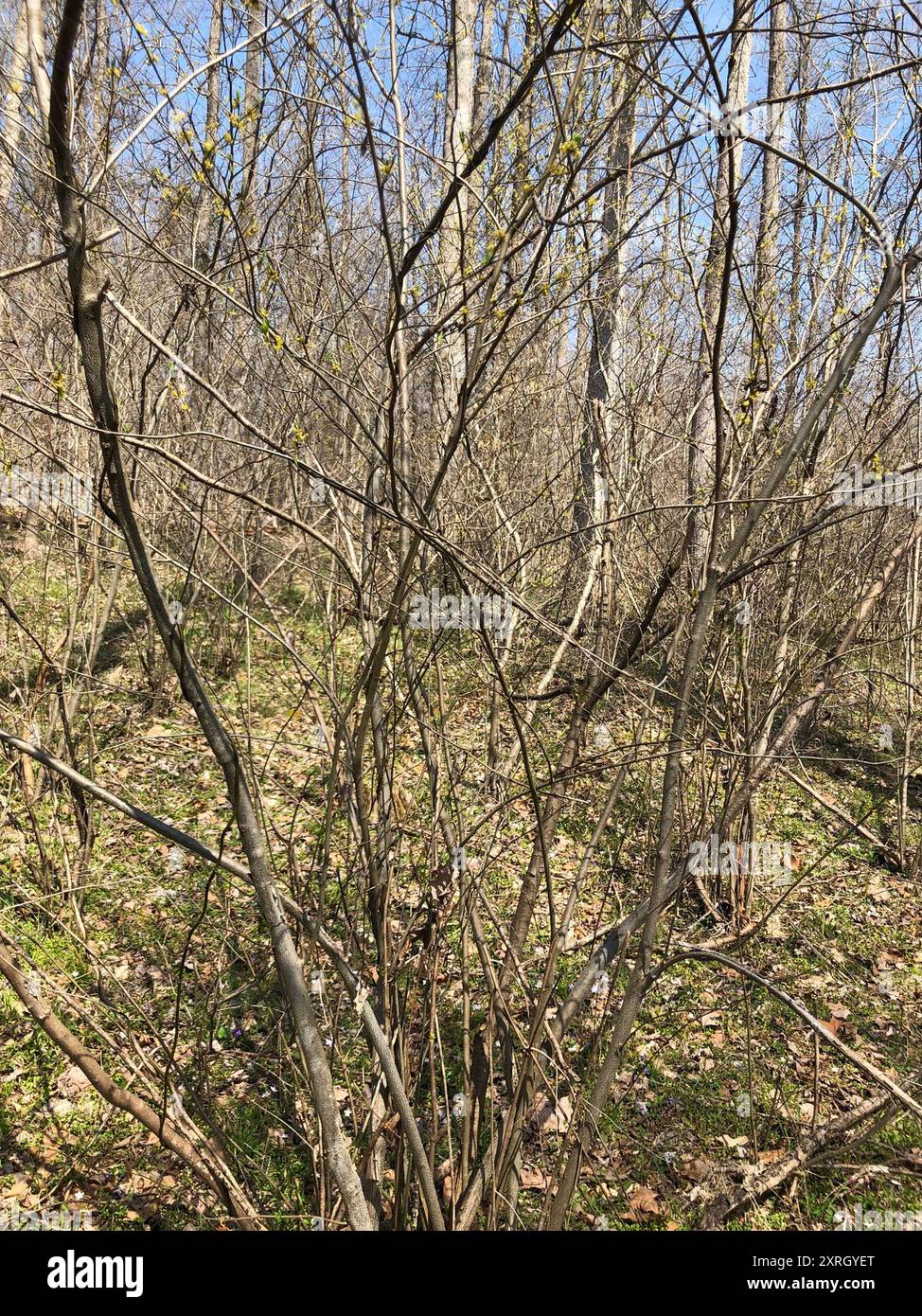 northern spicebush (Lindera benzoin) Plantae Stock Photo - Alamy