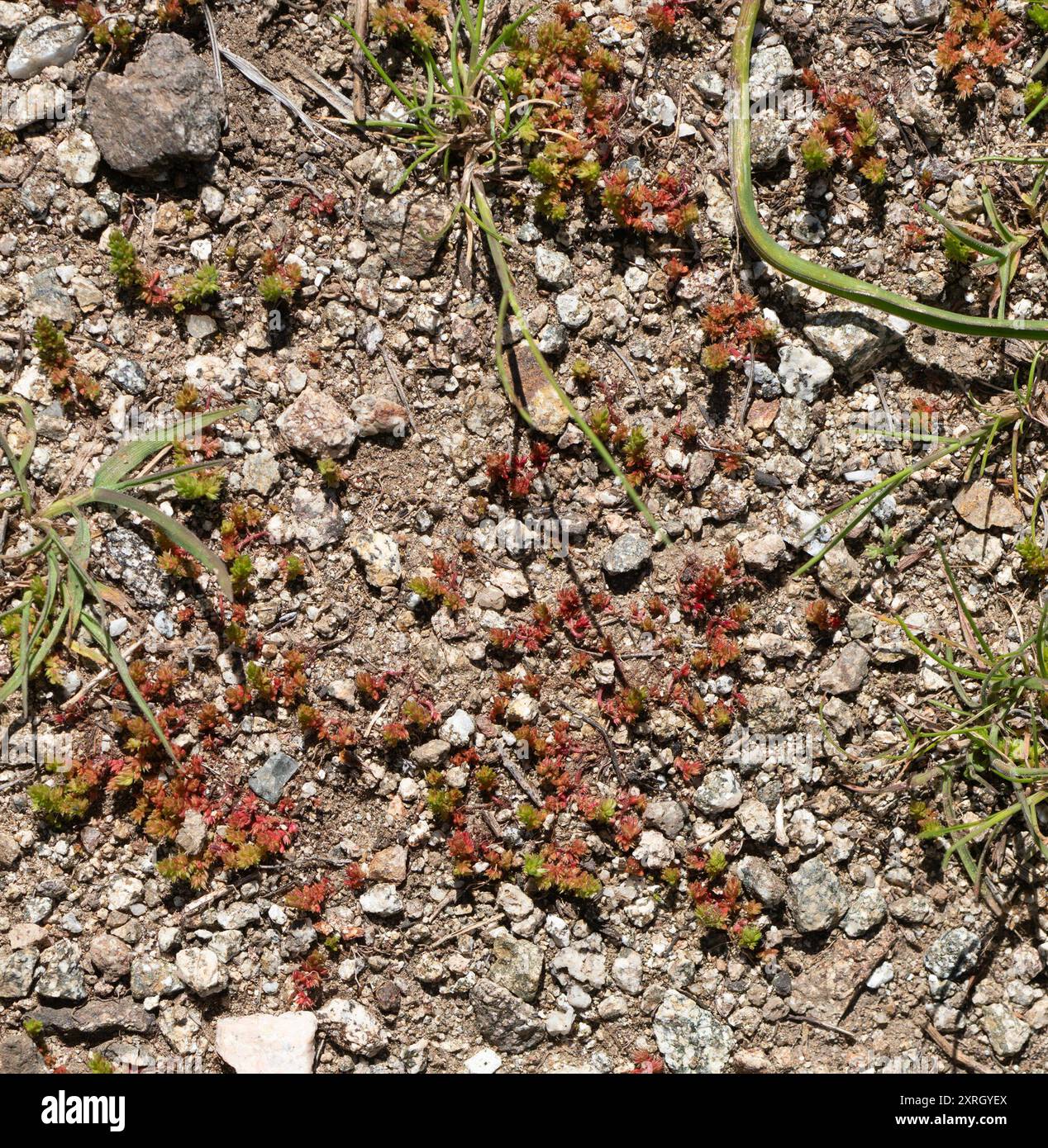 sand pygmyweed (Crassula connata) Plantae Stock Photo - Alamy