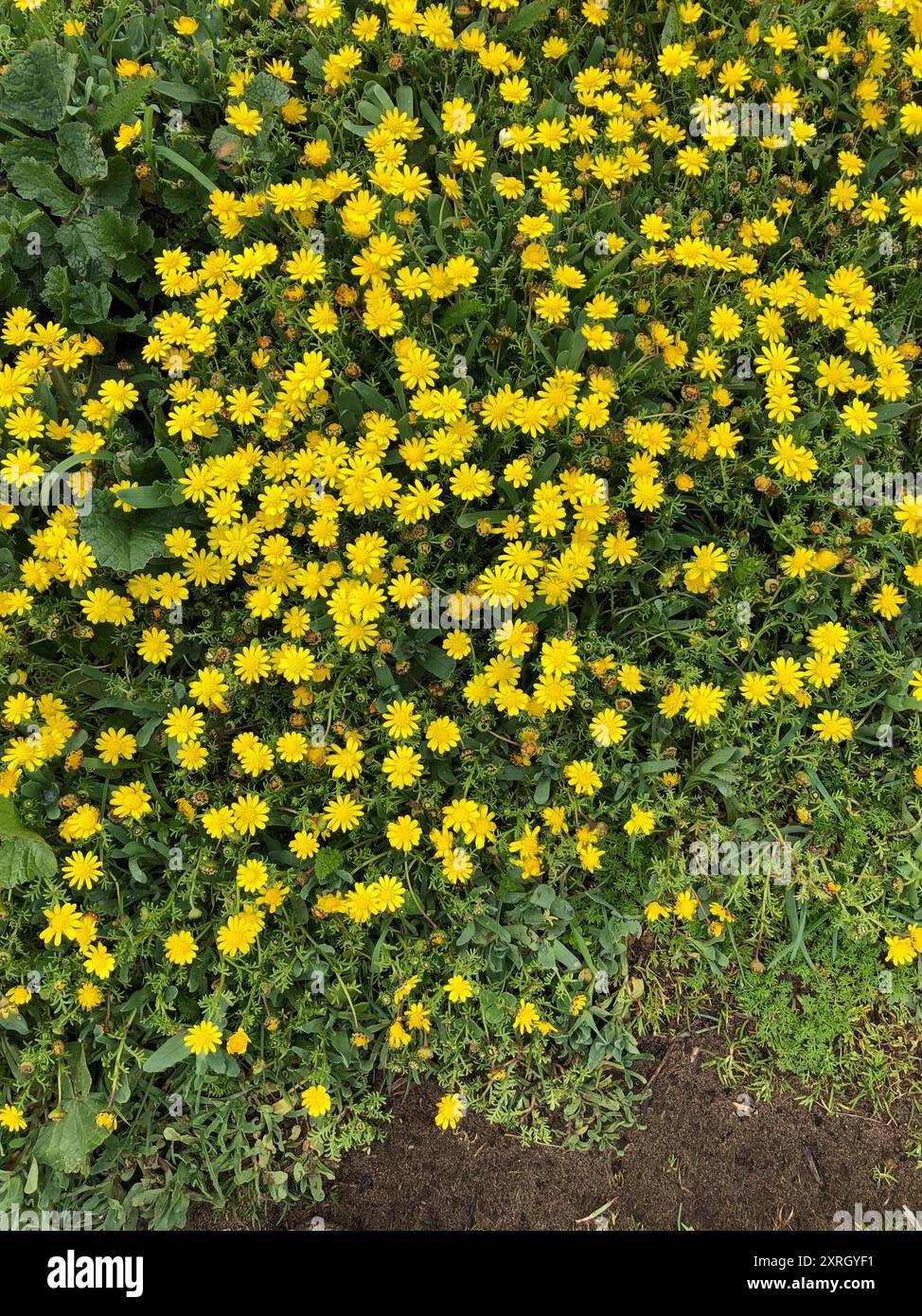 California goldfields (Lasthenia californica) Plantae Stock Photo - Alamy
