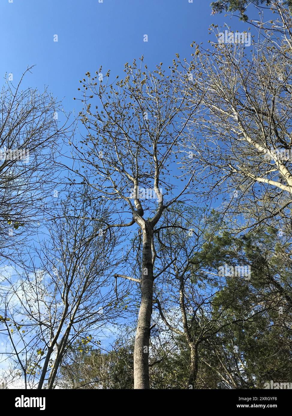 Texas ash (Fraxinus albicans) Plantae Stock Photo - Alamy