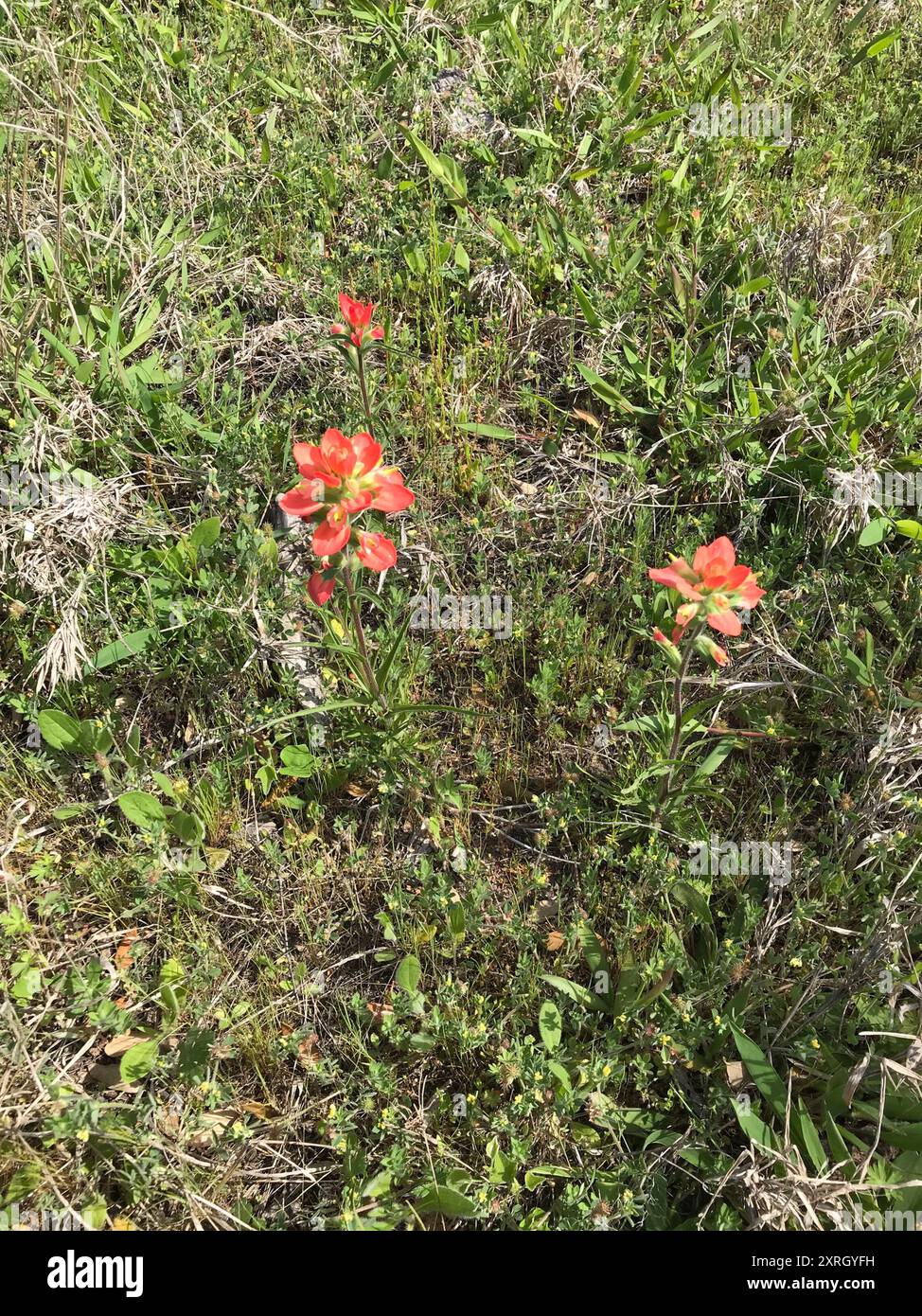 Texas Paintbrush (Castilleja indivisa) Plantae Stock Photo - Alamy