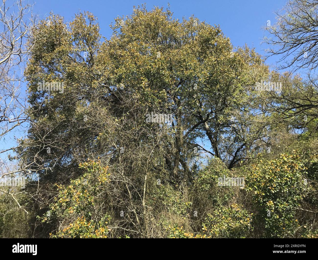 Texas live oak (Quercus fusiformis) Plantae Stock Photo - Alamy